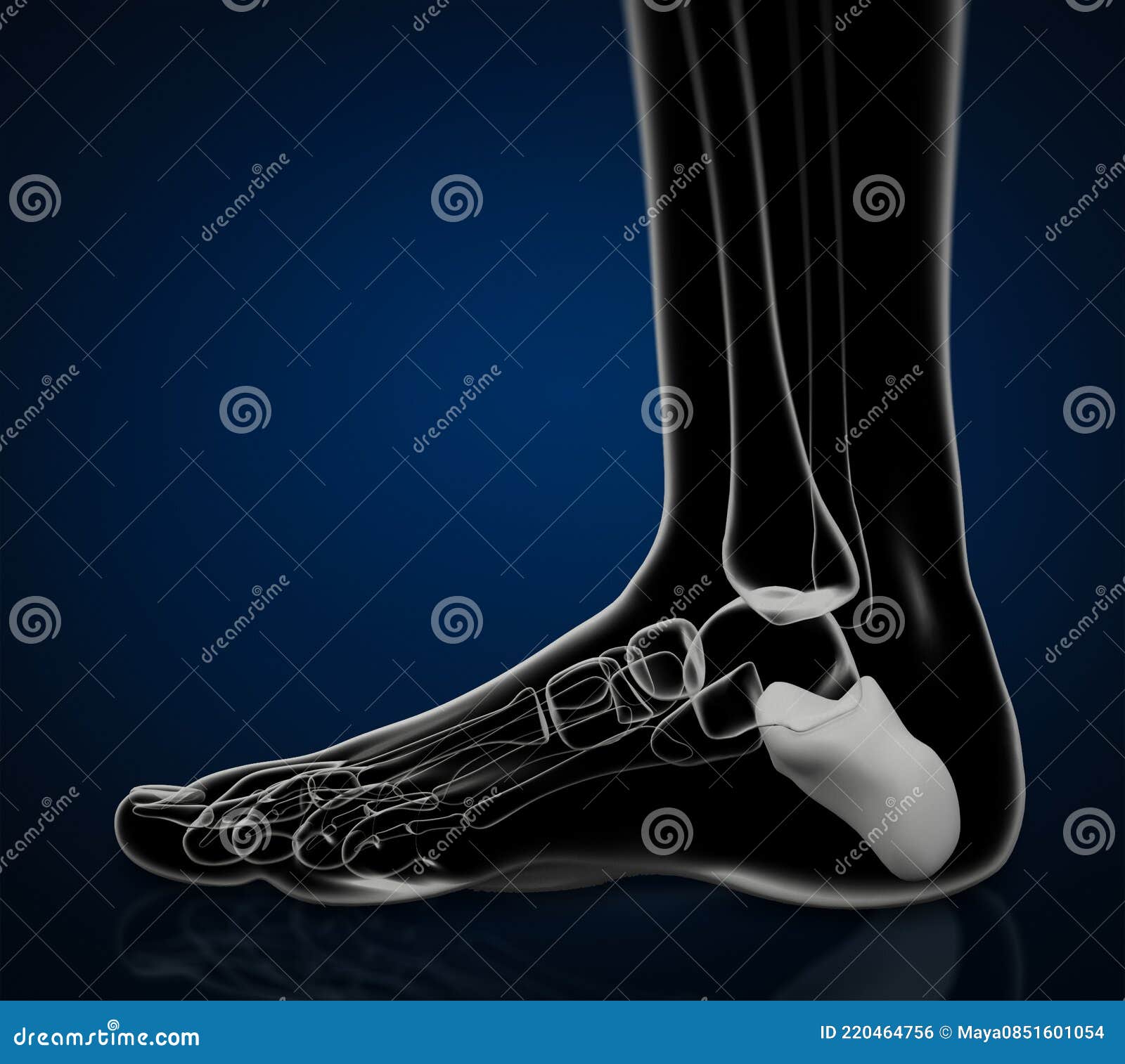 3d Illustration of Calcaneus Bone Stock Illustration - Illustration of ...