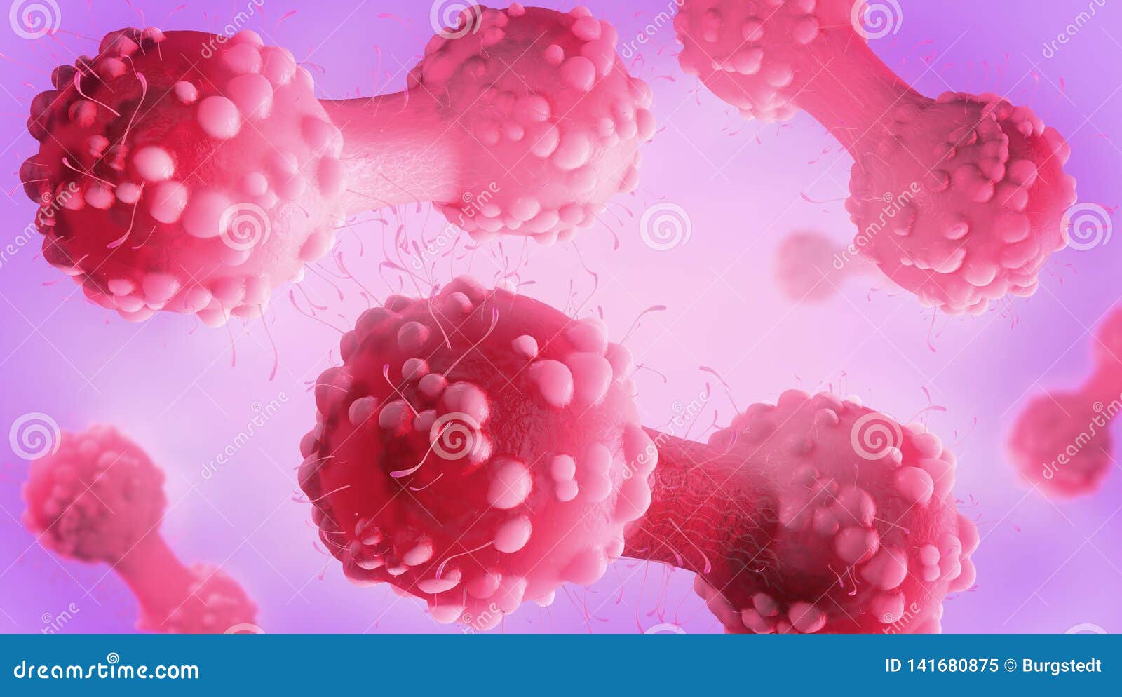 Cancer Cell in the Process of Cytokinesis Stock Image - Image of health ...