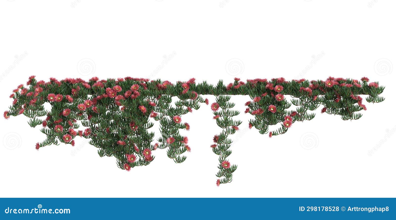 Carpobrotus Edulis, Also Known As The Ice Plant, A Succulent Plant With ...