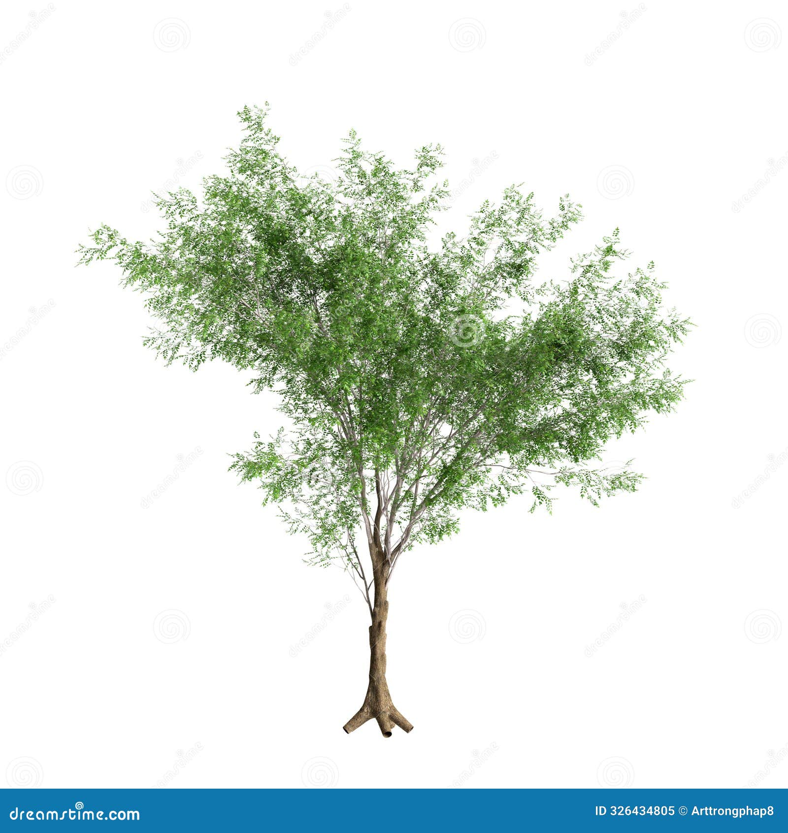 3d Illustration of Carya Cordiformis Tree Isolated on White Background ...