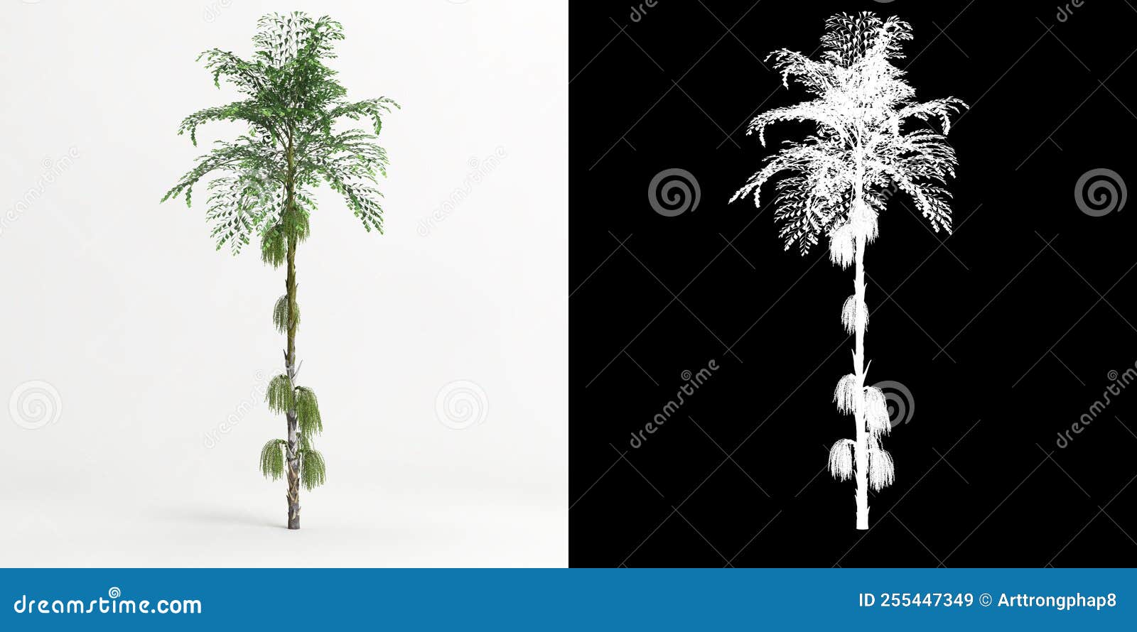 3d Illustration of Caryota Mitis Tree Isolated on White and Its Mask ...