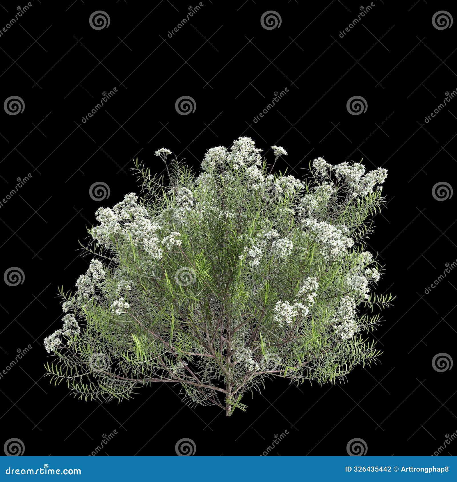 3d Illustration of Cassinia Aculeata Bush Isolated on Black Background ...