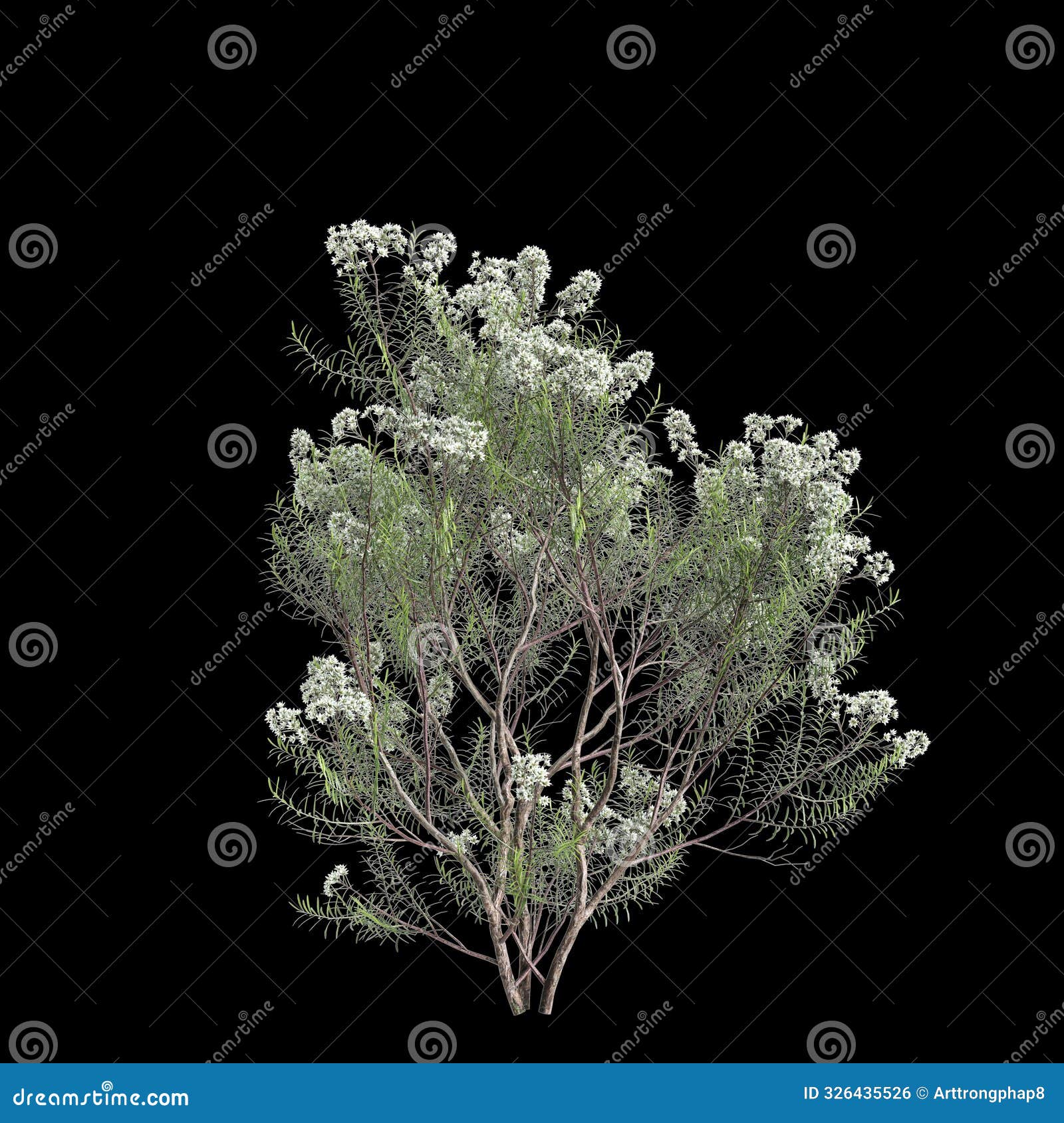 3d Illustration of Cassinia Aculeata Bush Isolated on Black Background ...
