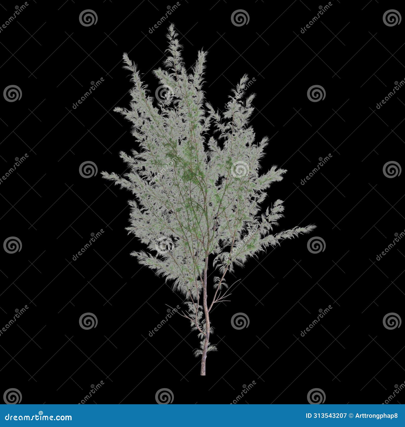 3d Illustration Of Casuarina Equisetifolia Tree Isolated On Black ...