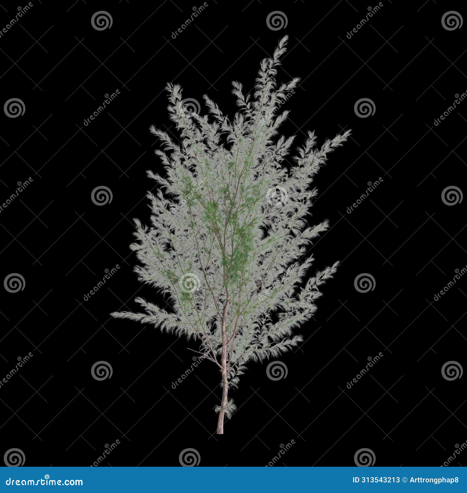 3d Illustration Of Casuarina Equisetifolia Tree Isolated On Black ...