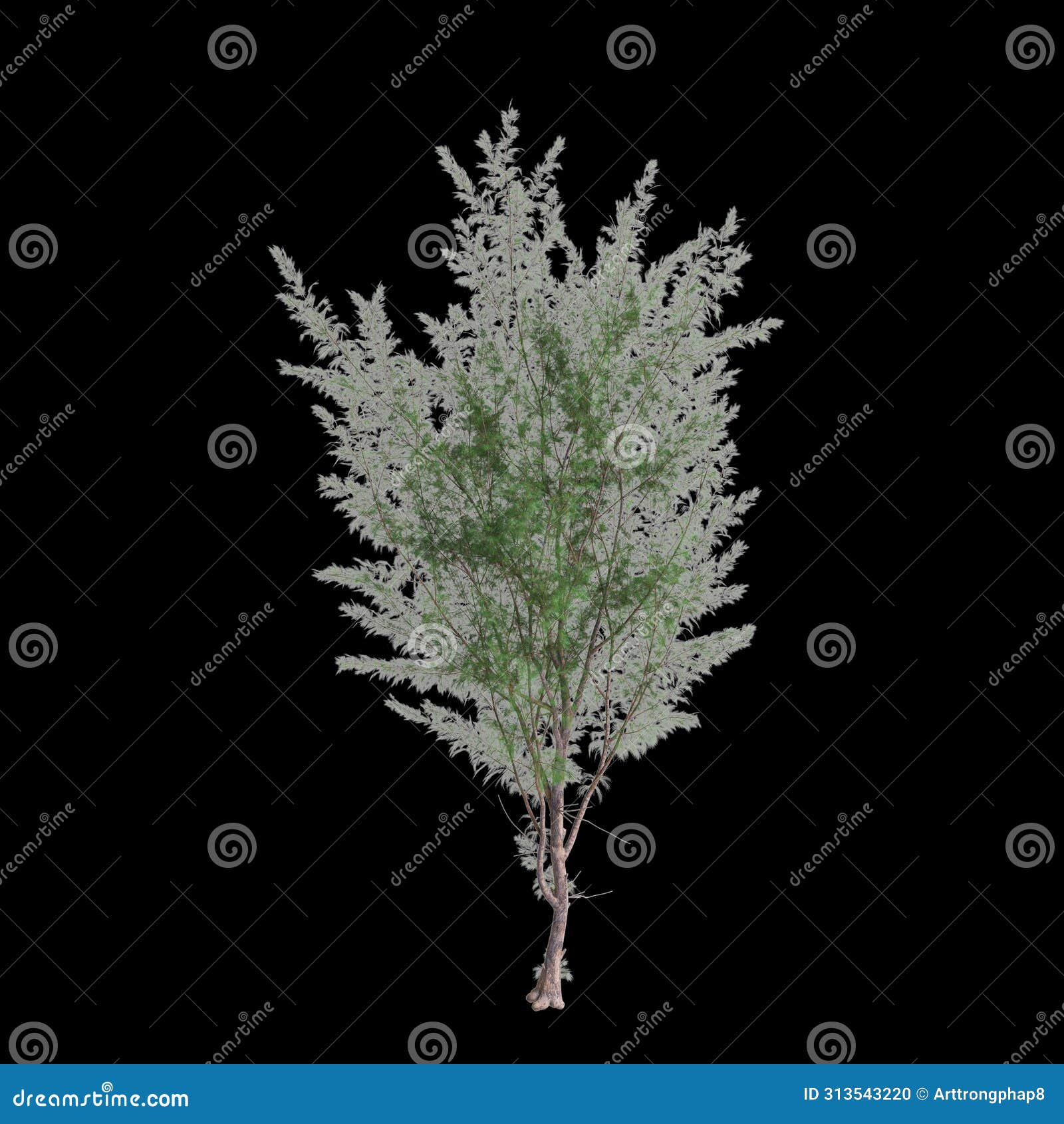 3d Illustration Of Casuarina Equisetifolia Treeline Isolated On Black ...
