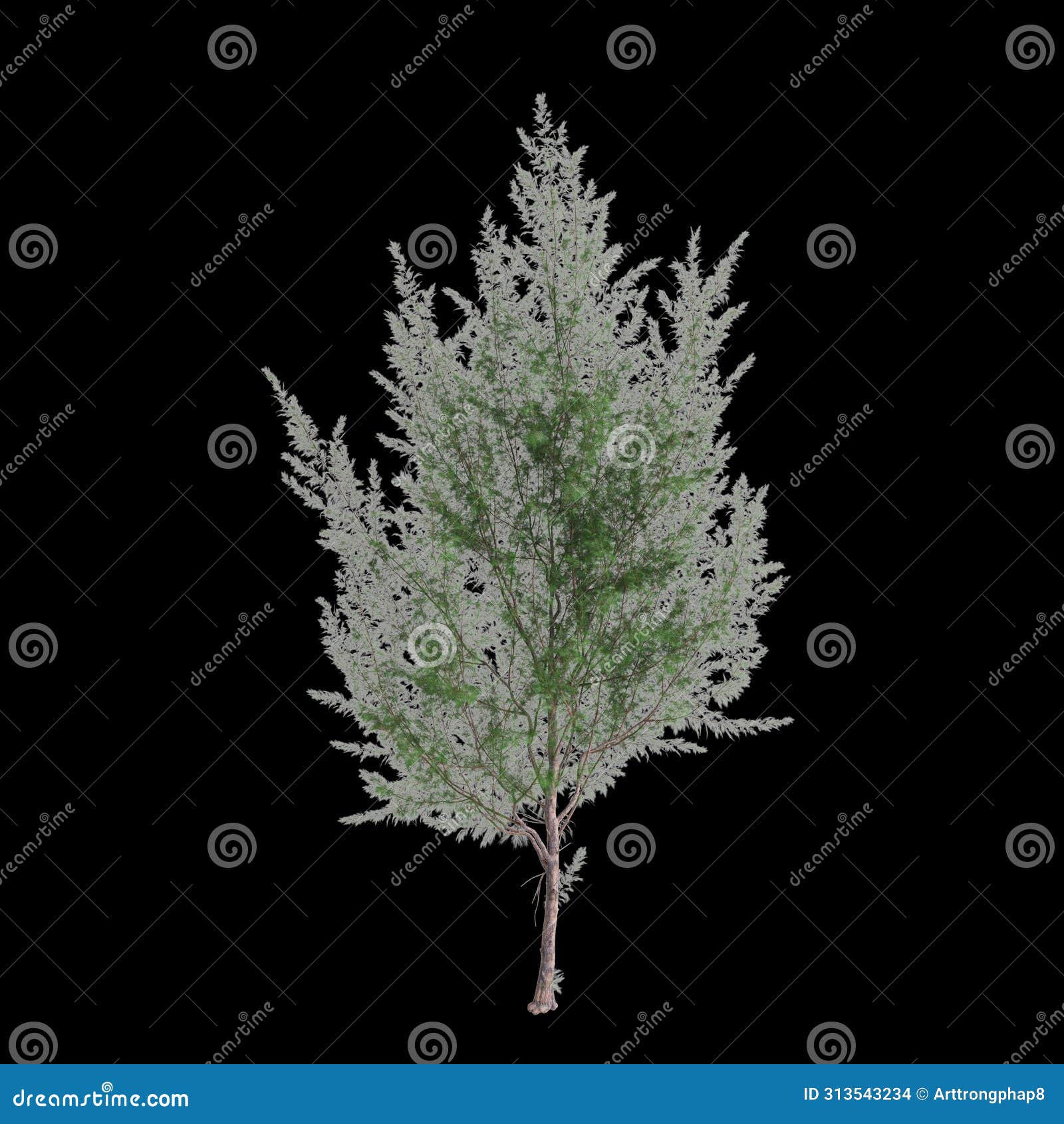 3d Illustration Of Casuarina Equisetifolia Tree Isolated On Black ...