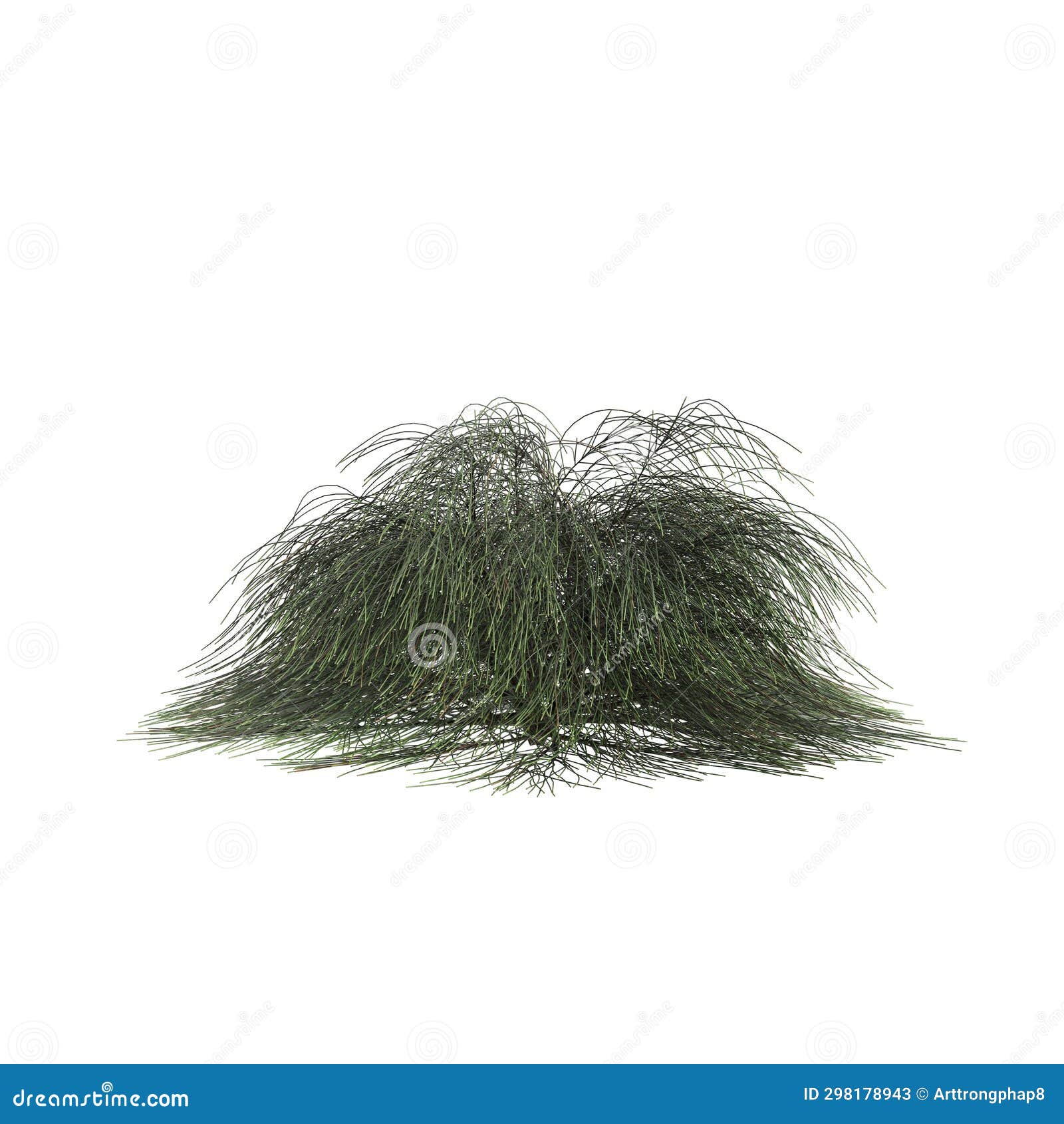 3d Illustration Of Casuarina Glauca Bush Isolated On White Background ...