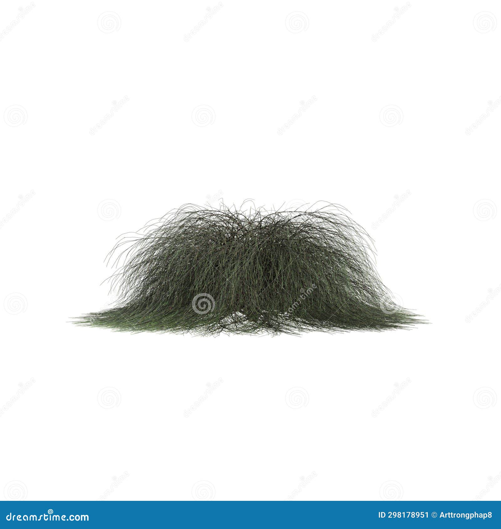 3d Illustration of Casuarina Glauca Bush Isolated on White Background ...