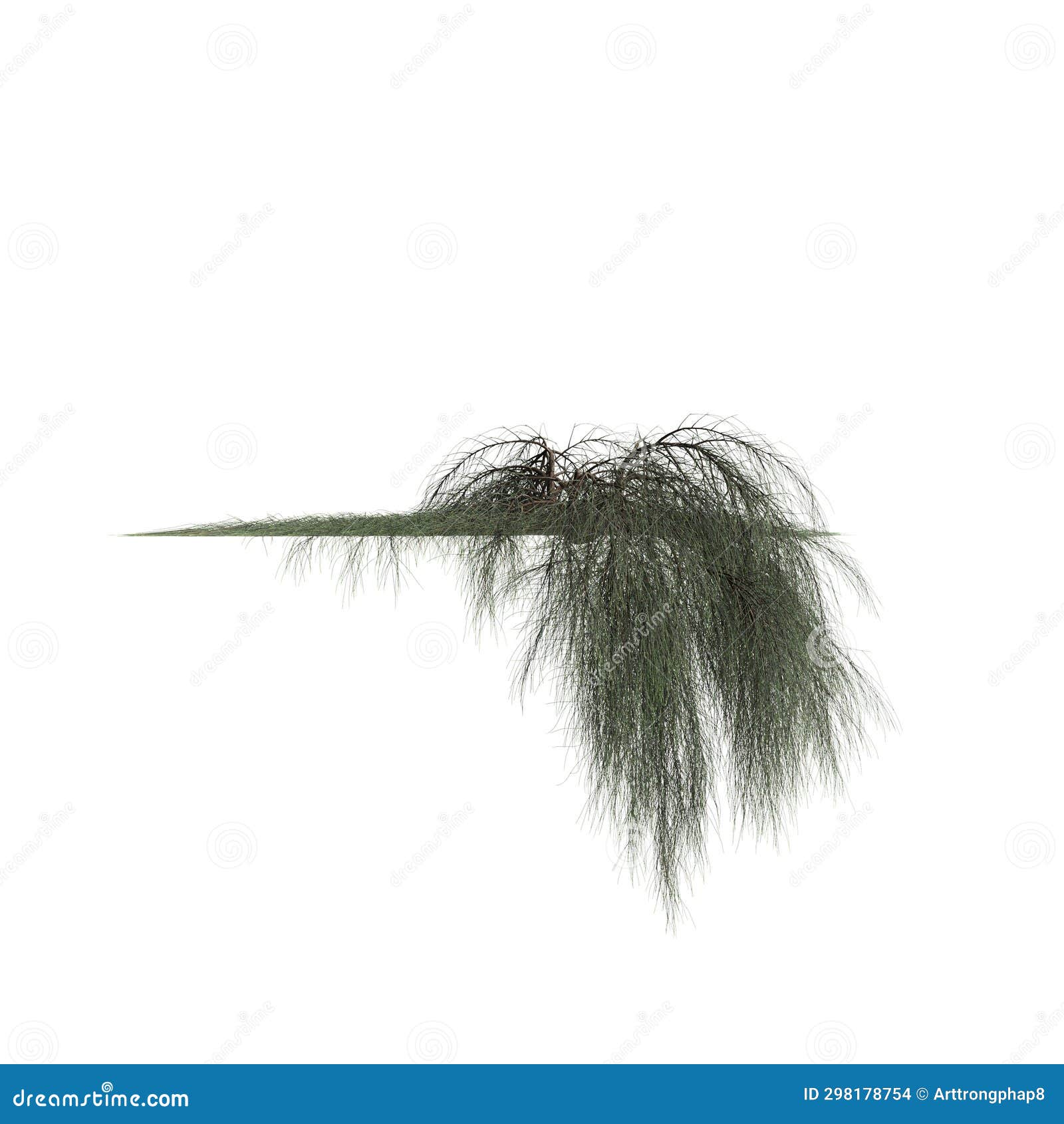 3d Illustration Of Casuarina Equisetifolia Tree Isolated On Black ...