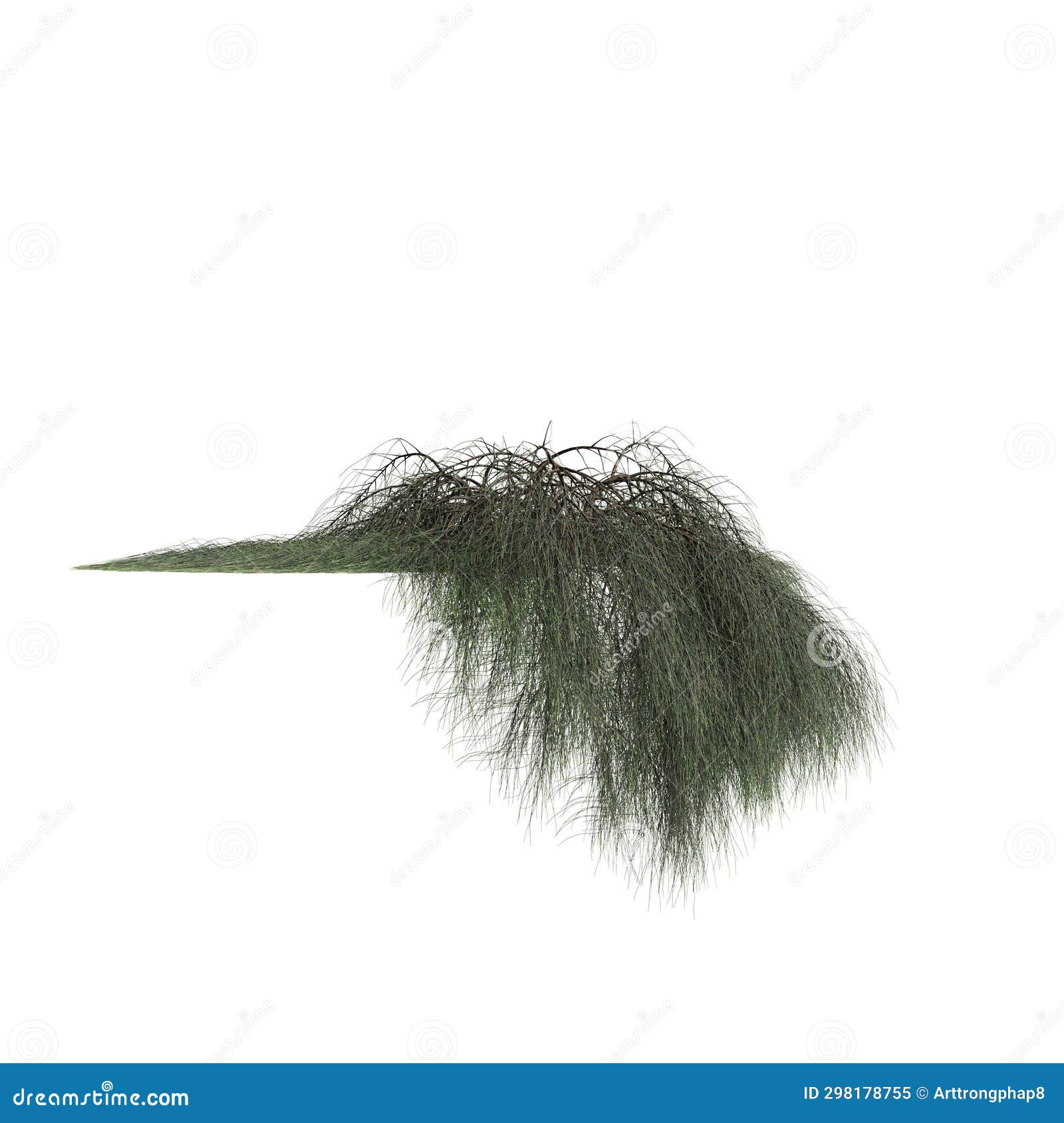 3d Illustration Of Casuarina Glauca Bush Isolated On White Background ...
