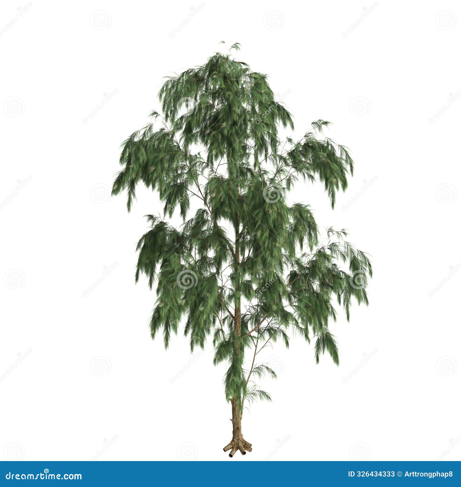 3d Illustration Of Casuarina Equisetifolia Tree Isolated On Black ...