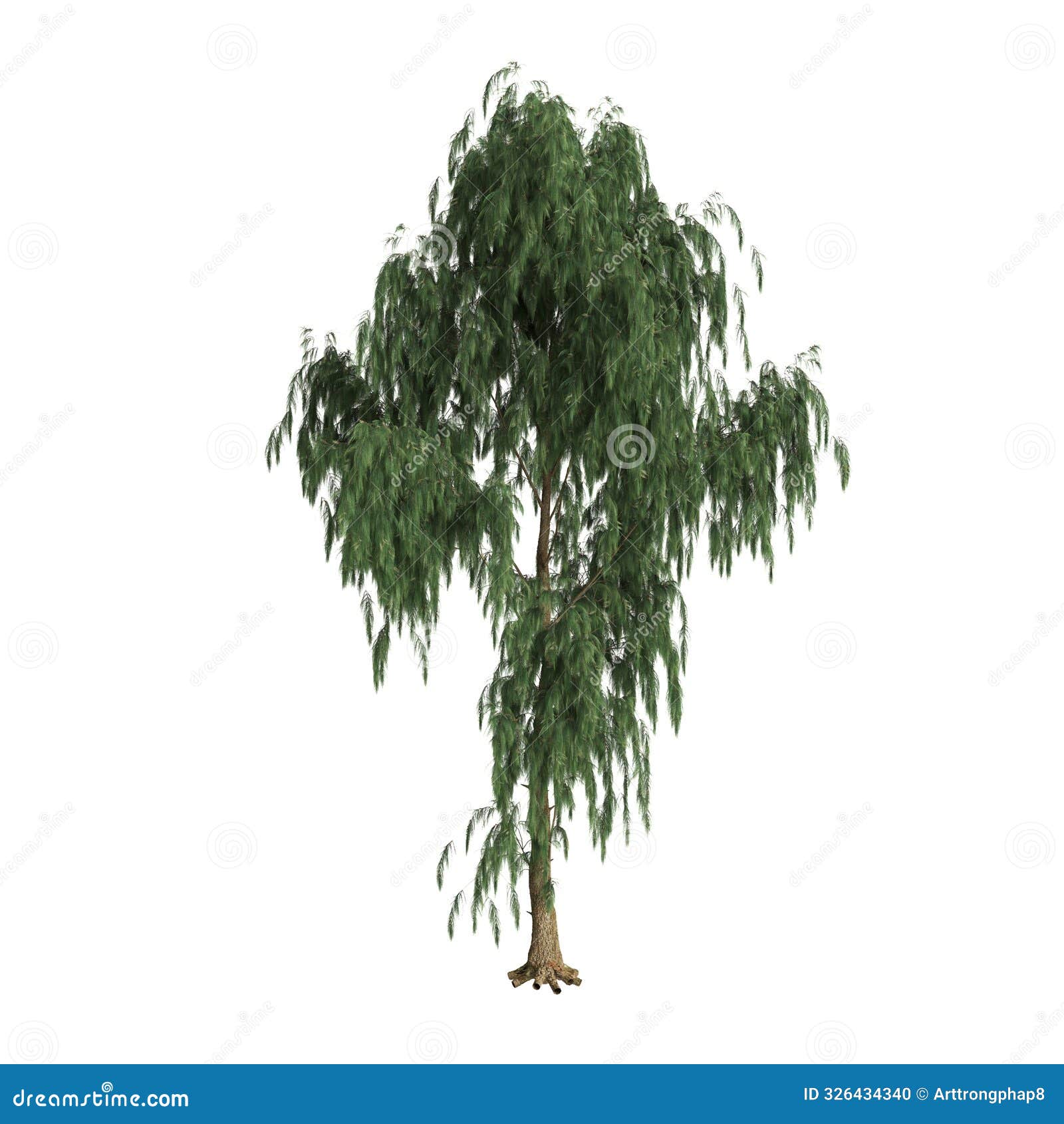 3d Illustration Of Casuarina Equisetifolia Bush Isolated On Black ...