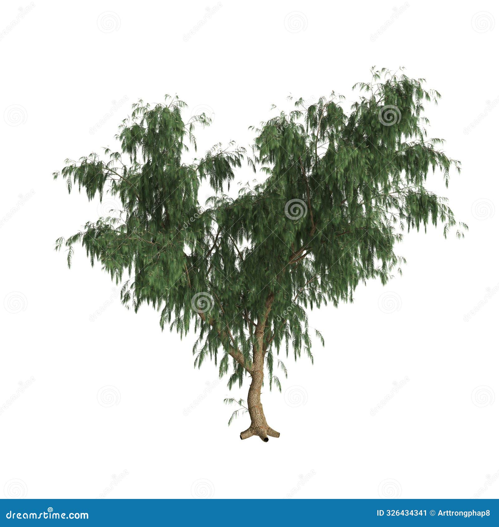 3d Illustration Of Casuarina Equisetifolia Tree Isolated On Black ...