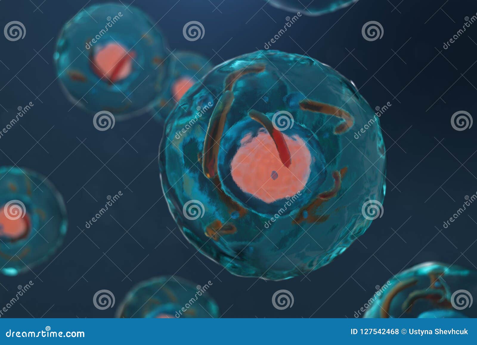 Illustration Of A 4 Cell Stage Embryo. Four Cell Stage Icon. Cleavage ...