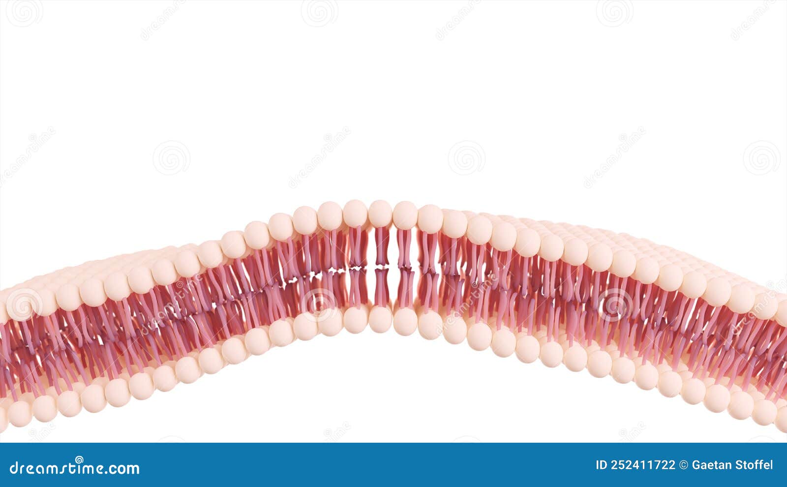 3D Illustration of a Cell Membrane Stock Illustration - Illustration of ...