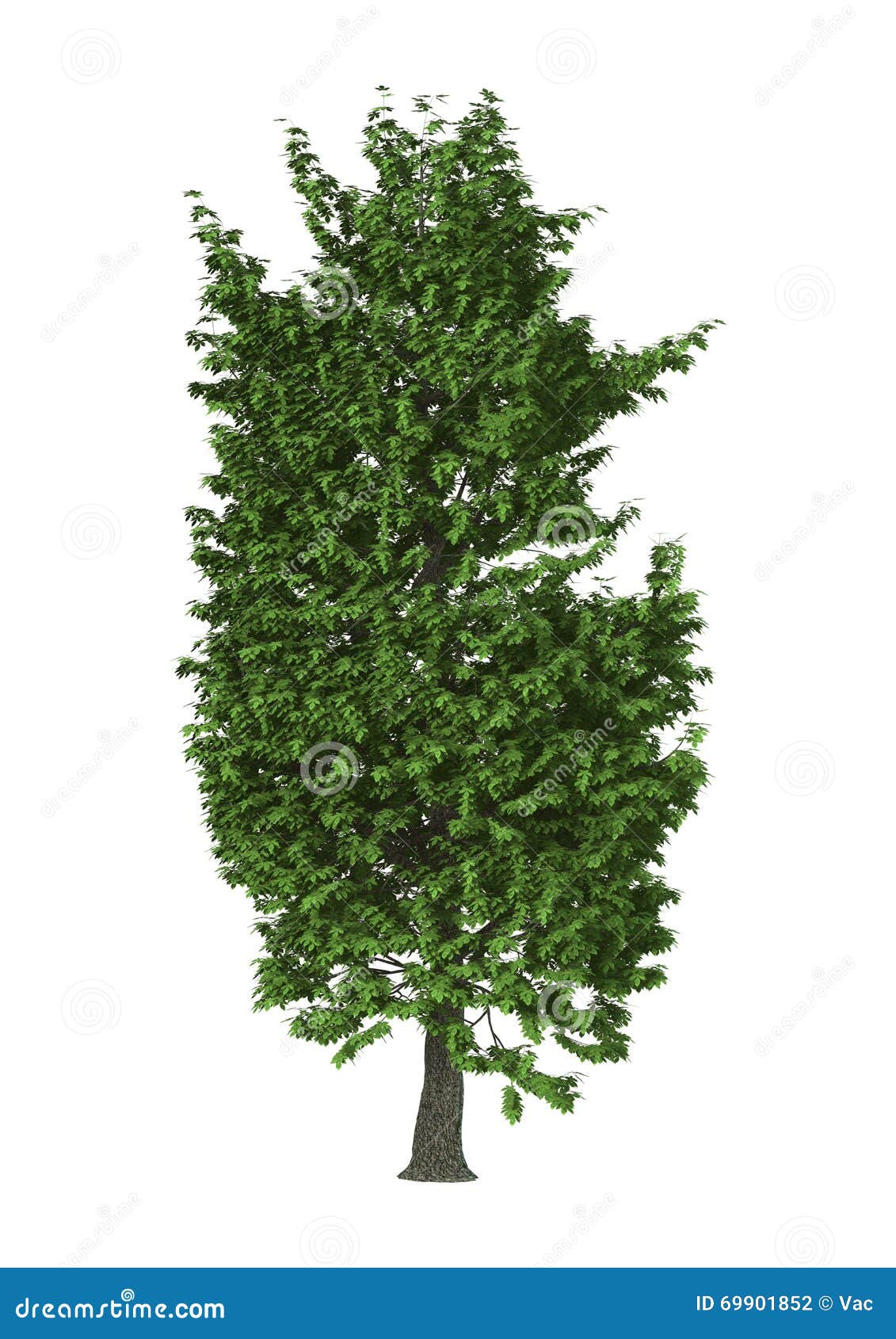 3D Illustration Chestnut Tree on White Stock Illustration ...