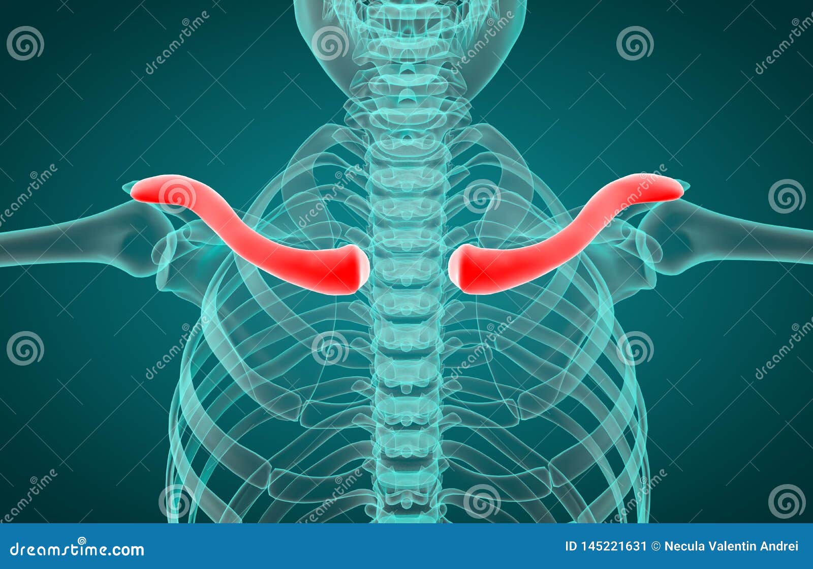 3D Illustration of Clavicle, Medical Concept Stock Illustration ...