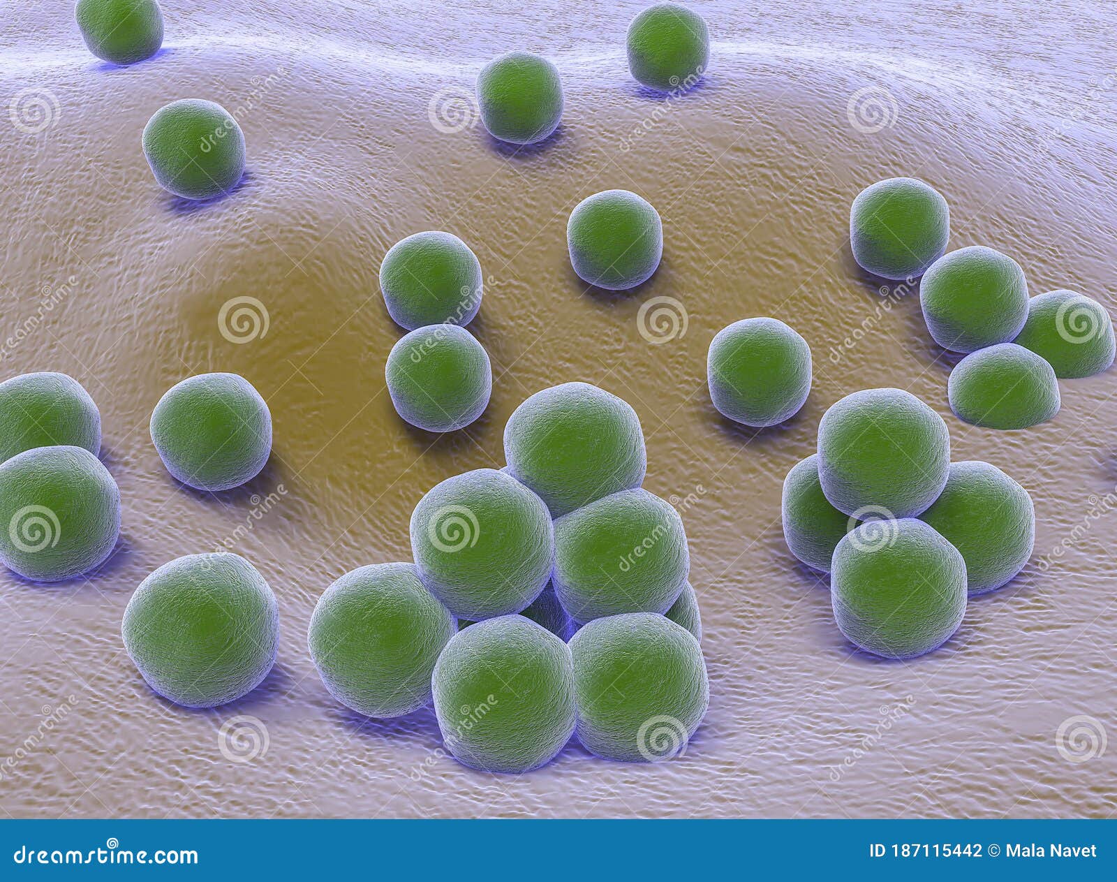3D Illustration of Cocci Bacteria. Stock Illustration - Illustration of ...