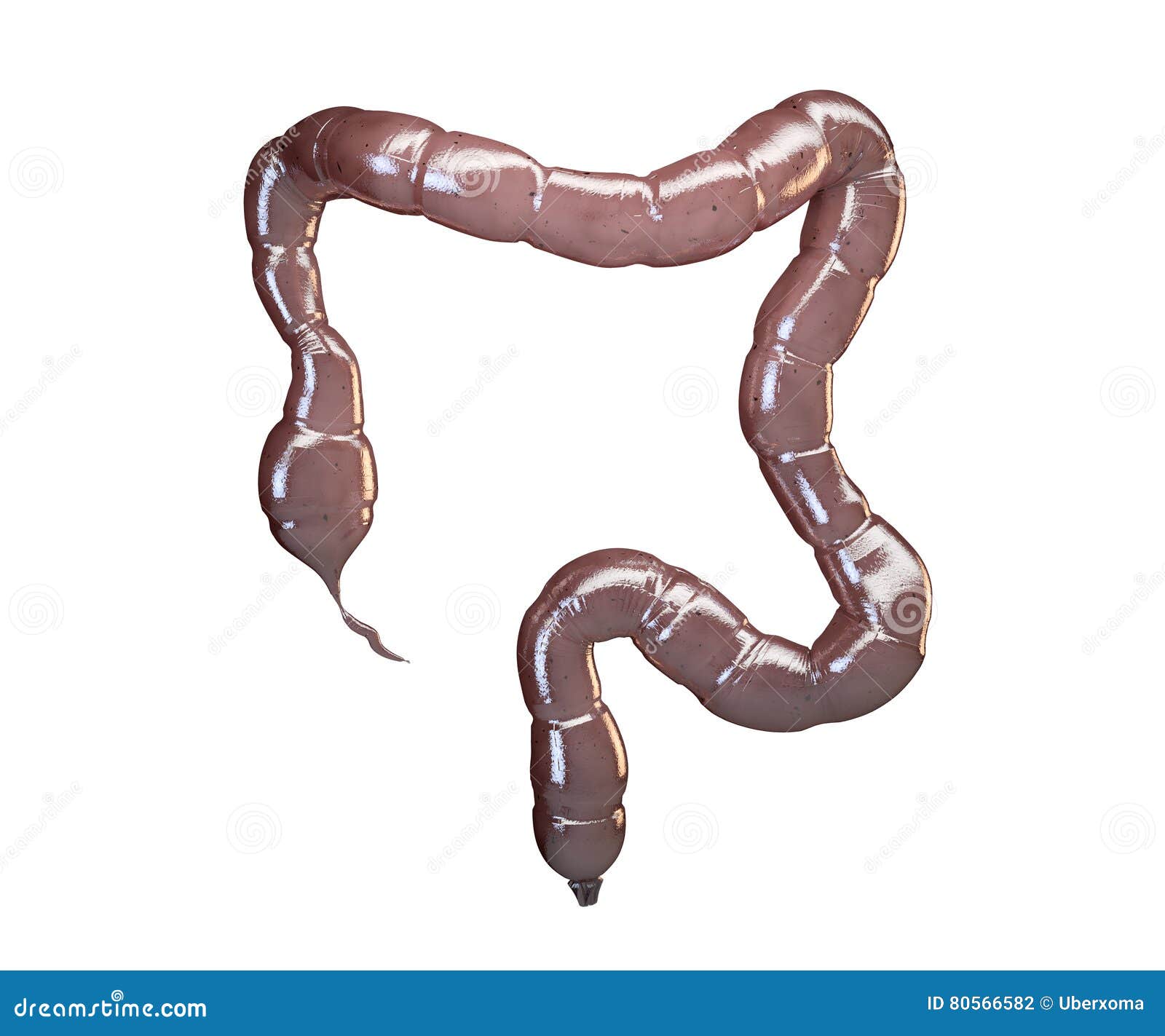 Colon / Large Intestine - Male Anatomy Of Human Organs - X-ray View ...