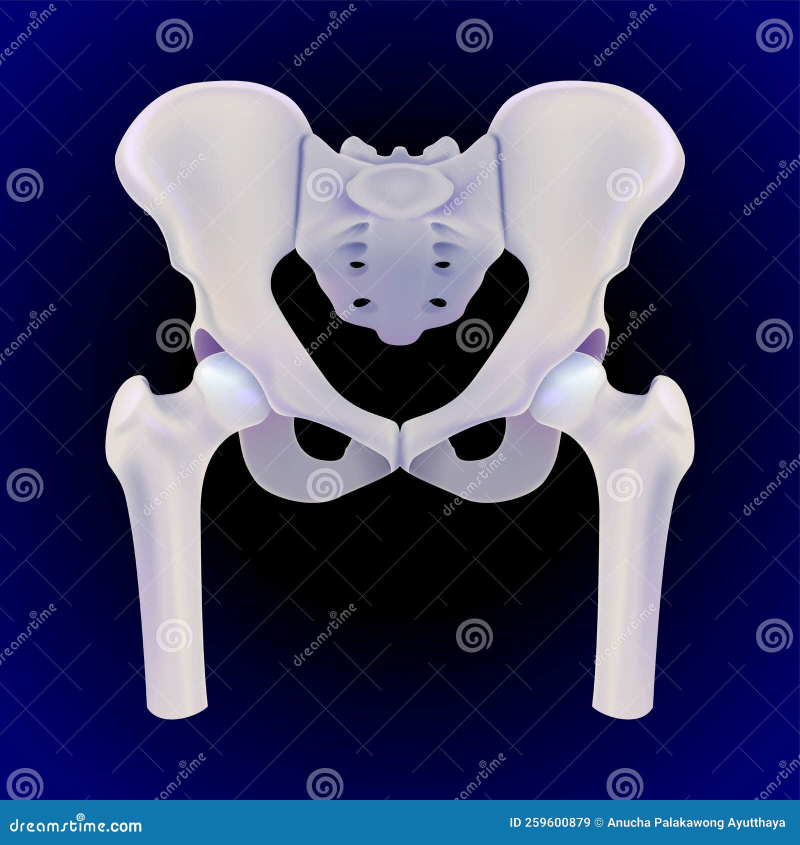 A 3D Illustration of the Complete Front View of the Human Hip Bone on a ...