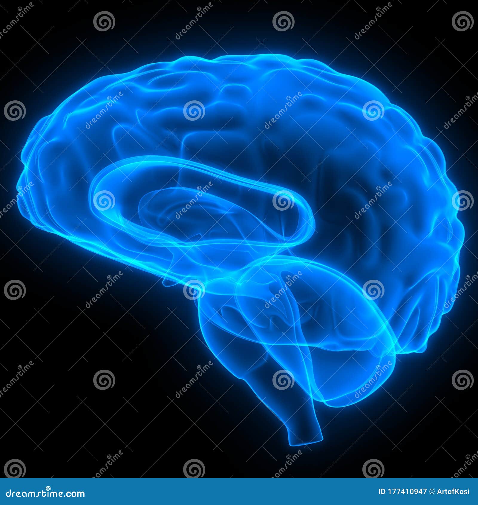 Human Central Nervous System With Brain Anatomy Royalty-Free Stock ...