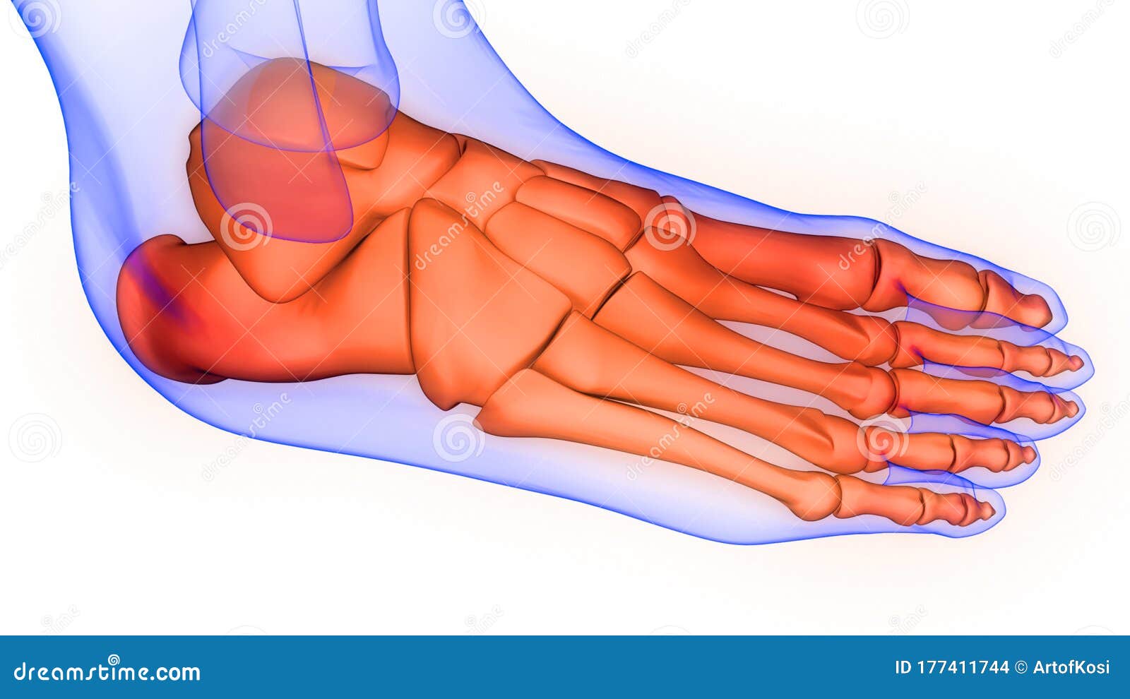 Foot Bone Joints of Human Skeleton System Anatomy Stock Illustration ...