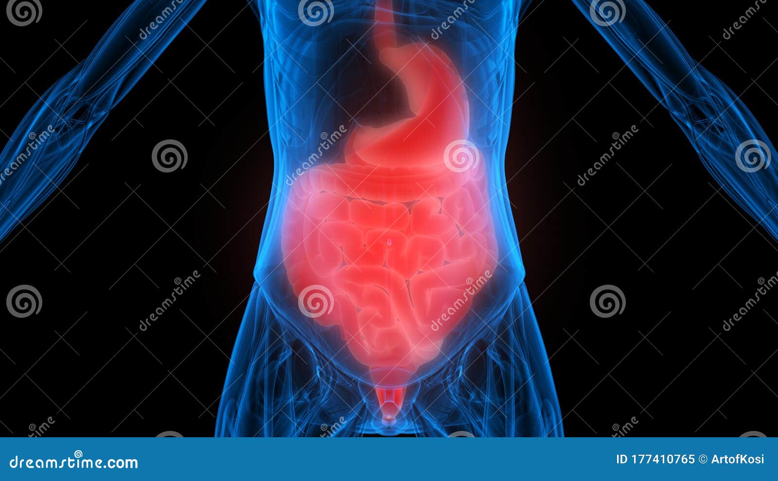 Human Digestive System Anatomy 3d Rendering Stock Illustration ...