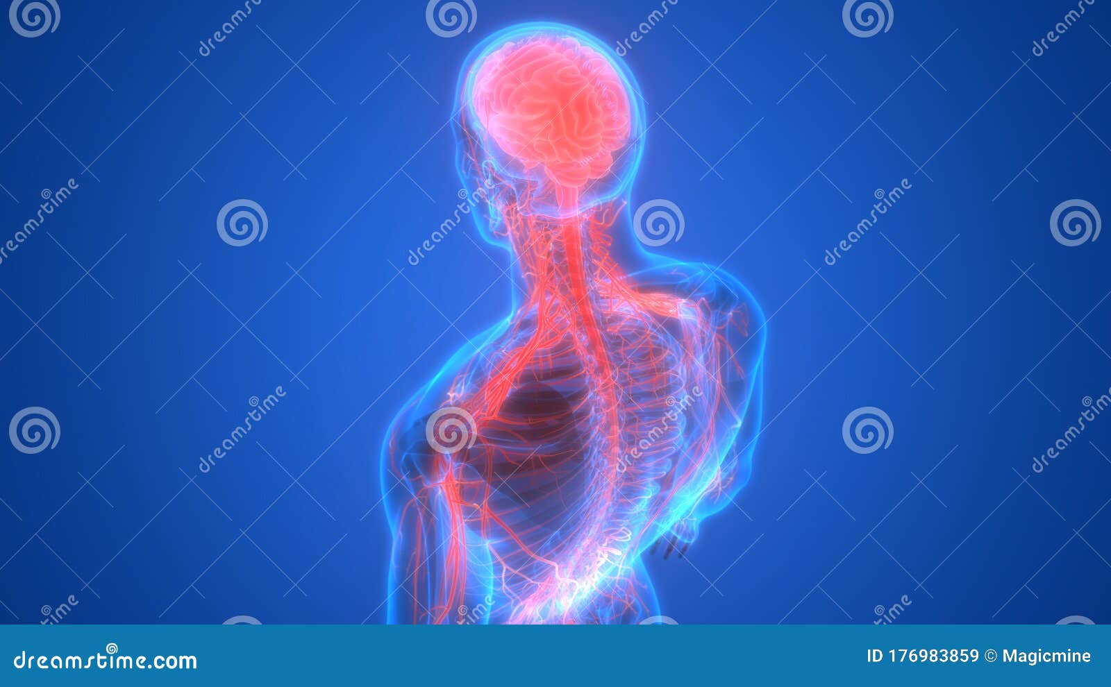 Human Internal Organs Central Nervous System Brain Anatomy Stock ...