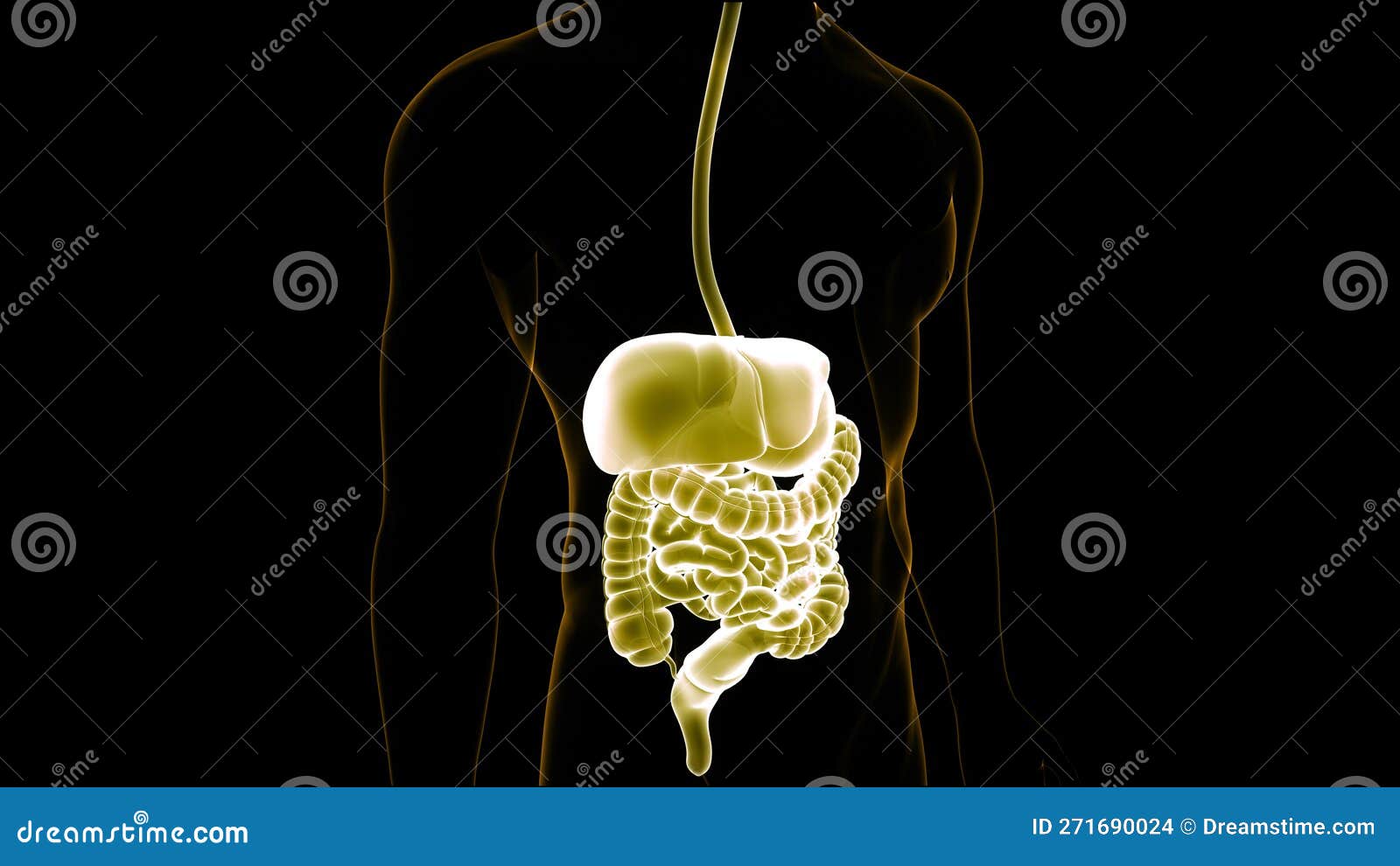 Human Internal Organs Complete Digestive System Anatomy Stock ...