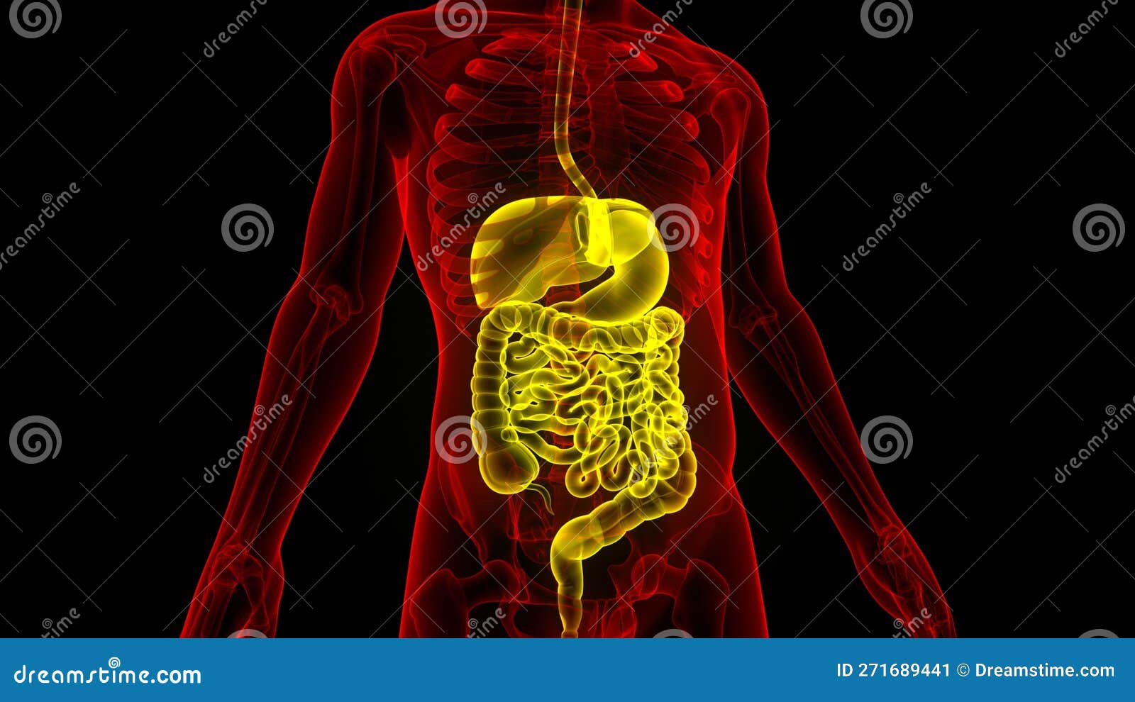 Human Internal Organs Complete Digestive System Anatomy Stock ...