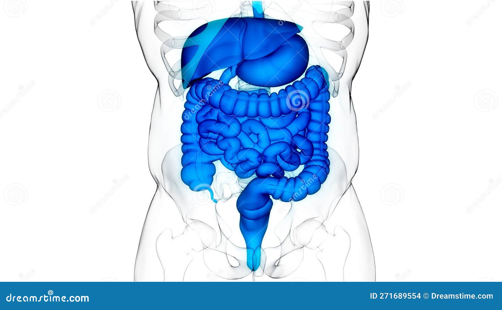 Human Internal Organs Complete Digestive System Anatomy Stock Photo ...