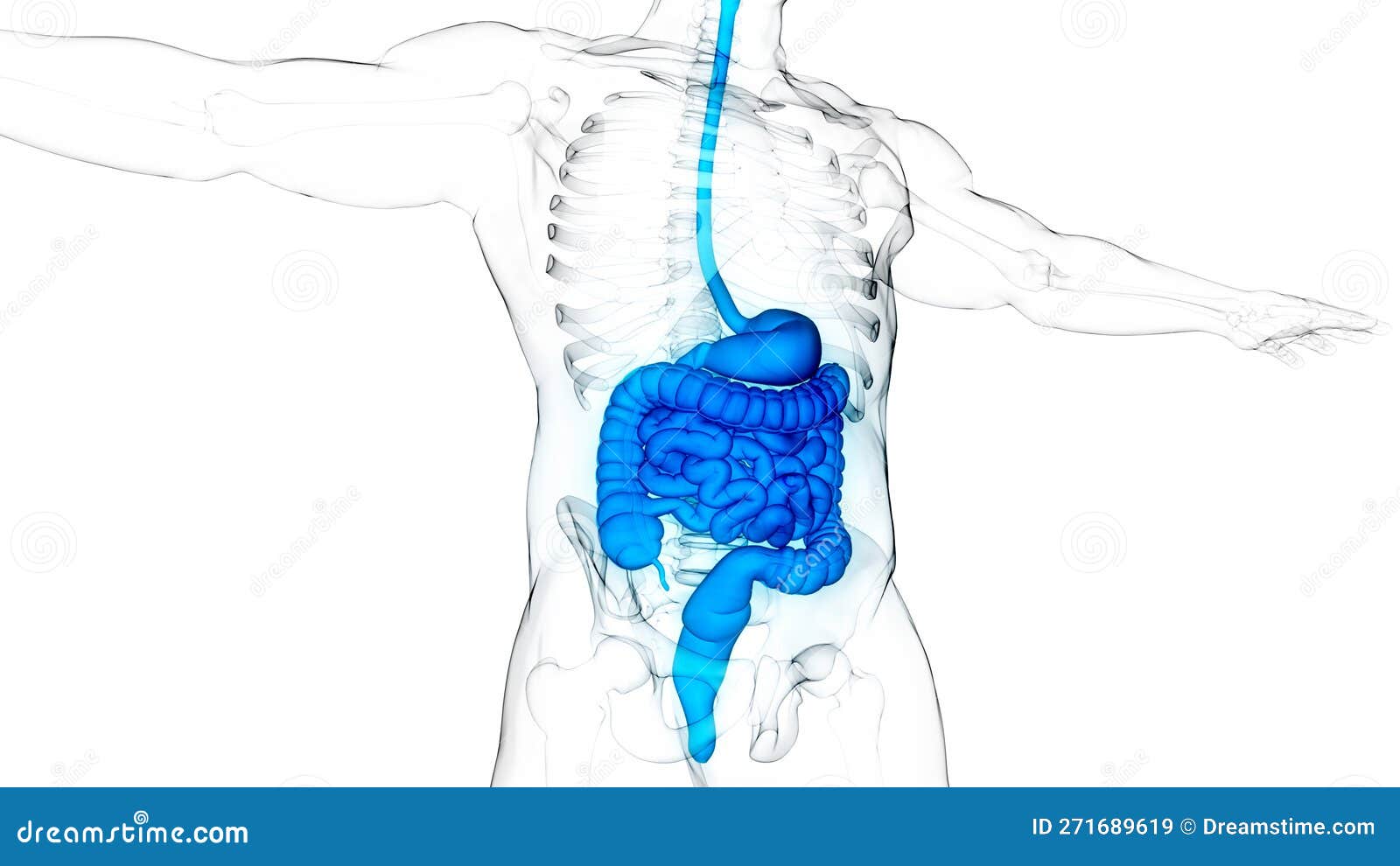 Human Internal Organs Complete Digestive System Anatomy Stock Photo ...