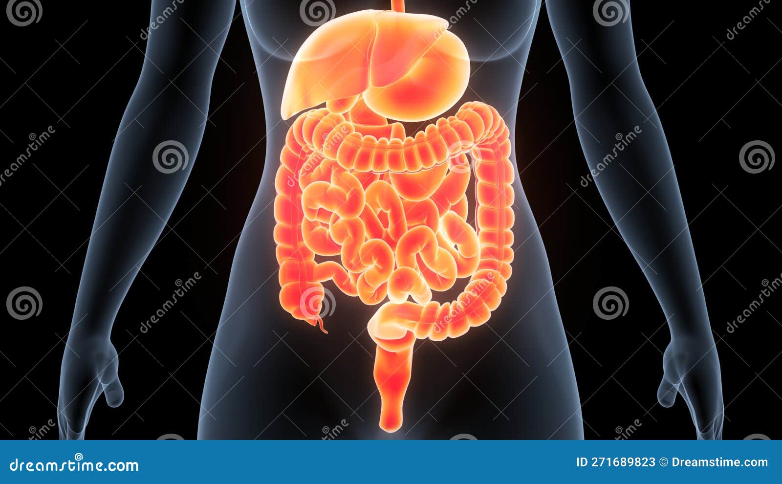 Human Internal Organs Complete Digestive System Anatomy Stock Photo ...