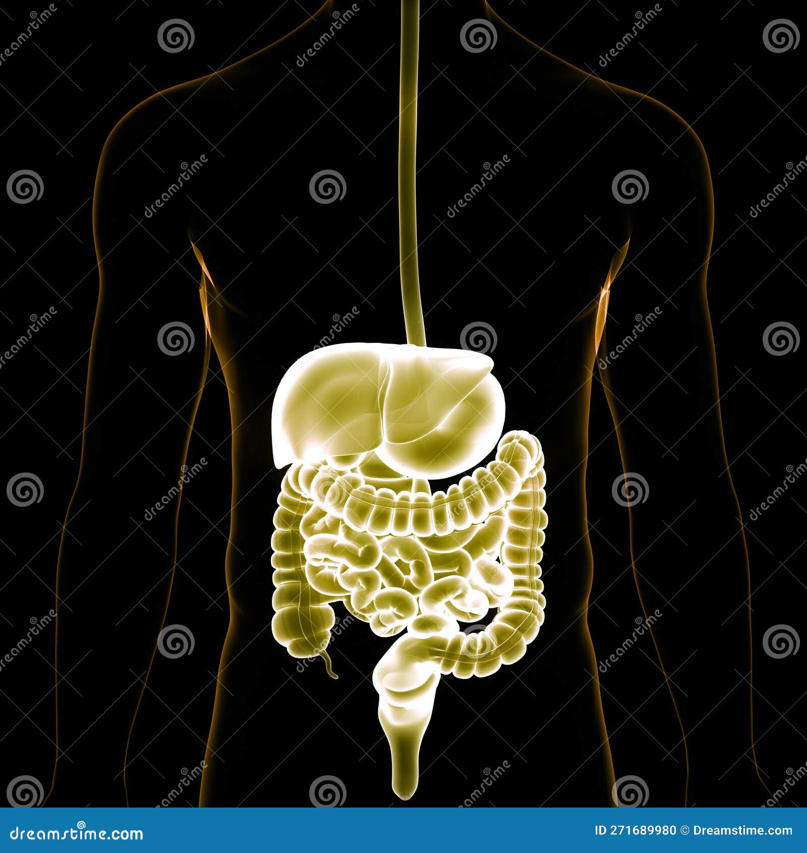 Human Internal Organs Complete Digestive System Anatomy Stock ...