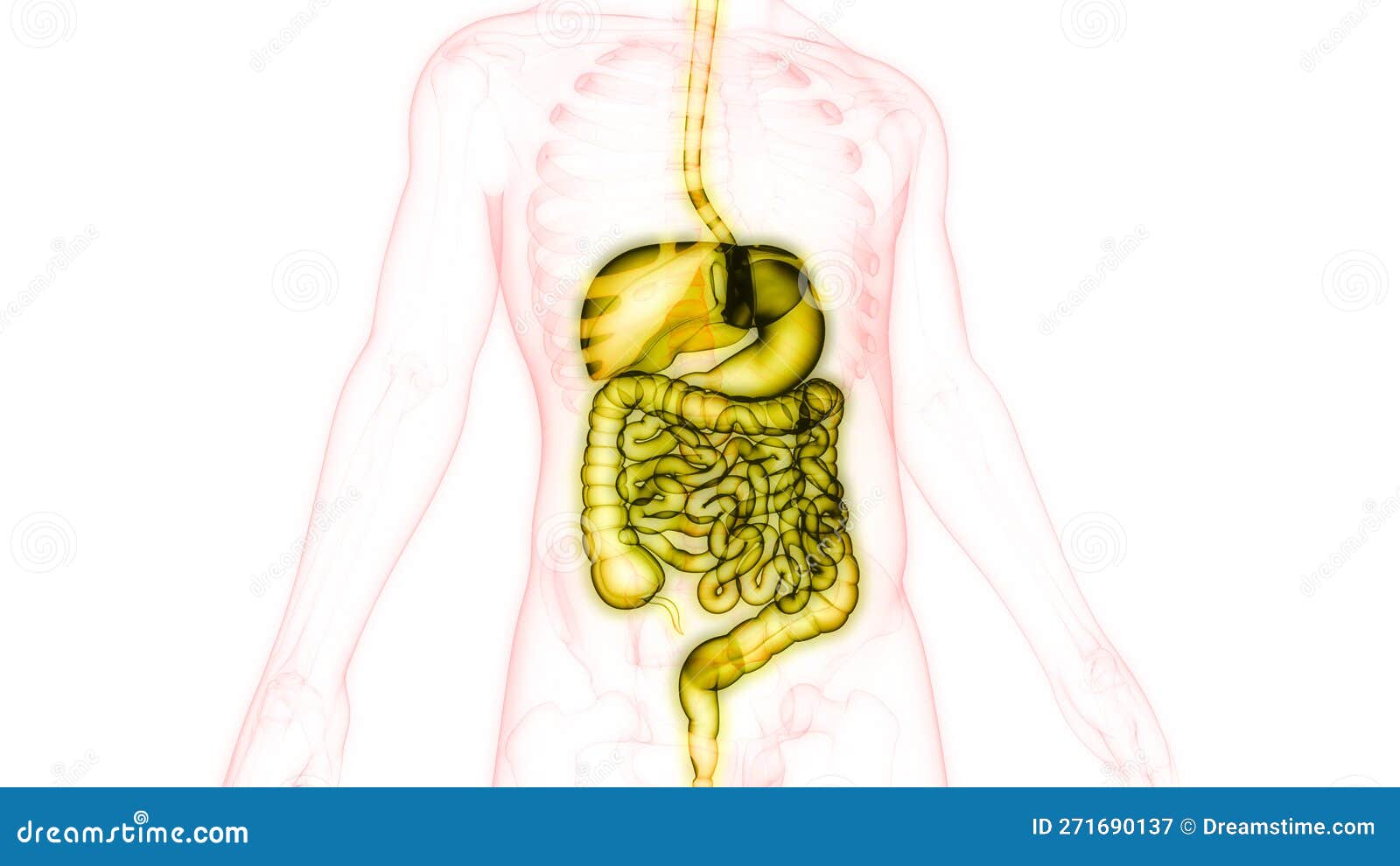 Human Internal Organs Complete Digestive System Anatomy Royalty-Free ...