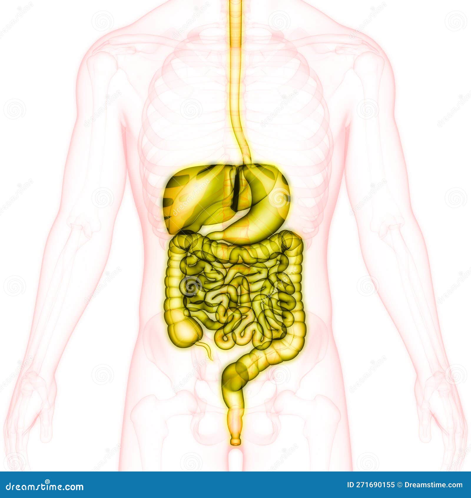 Human Internal Organs Complete Digestive System Anatomy Stock ...