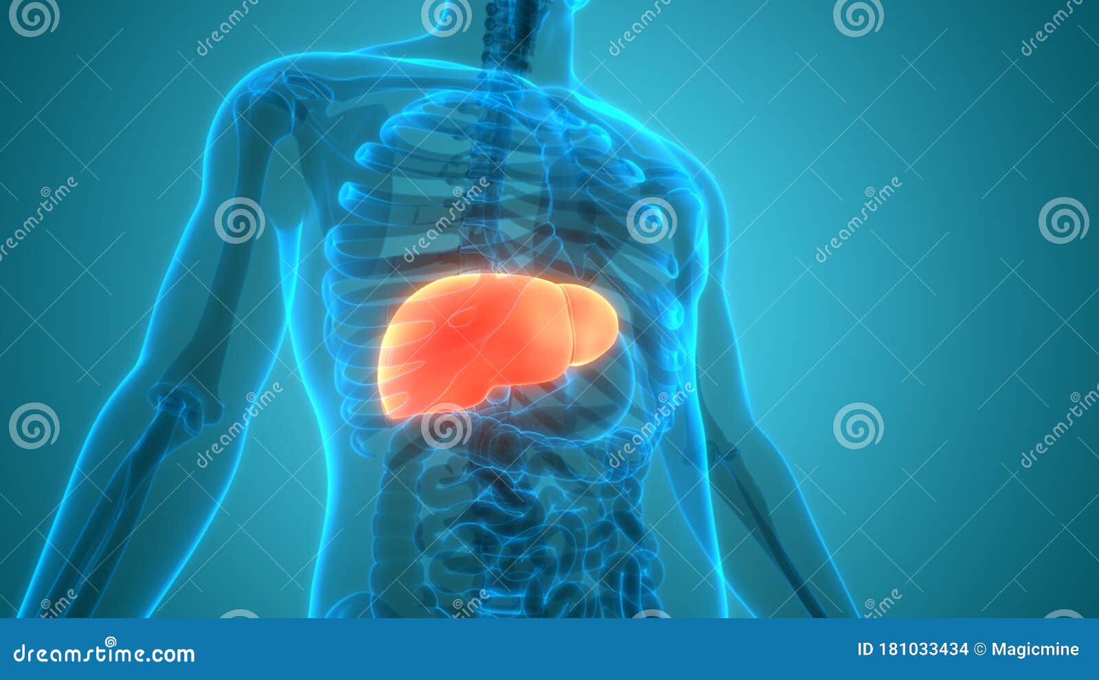 Human Internal Organs Digestive System Liver Anatomy Stock Illustration ...