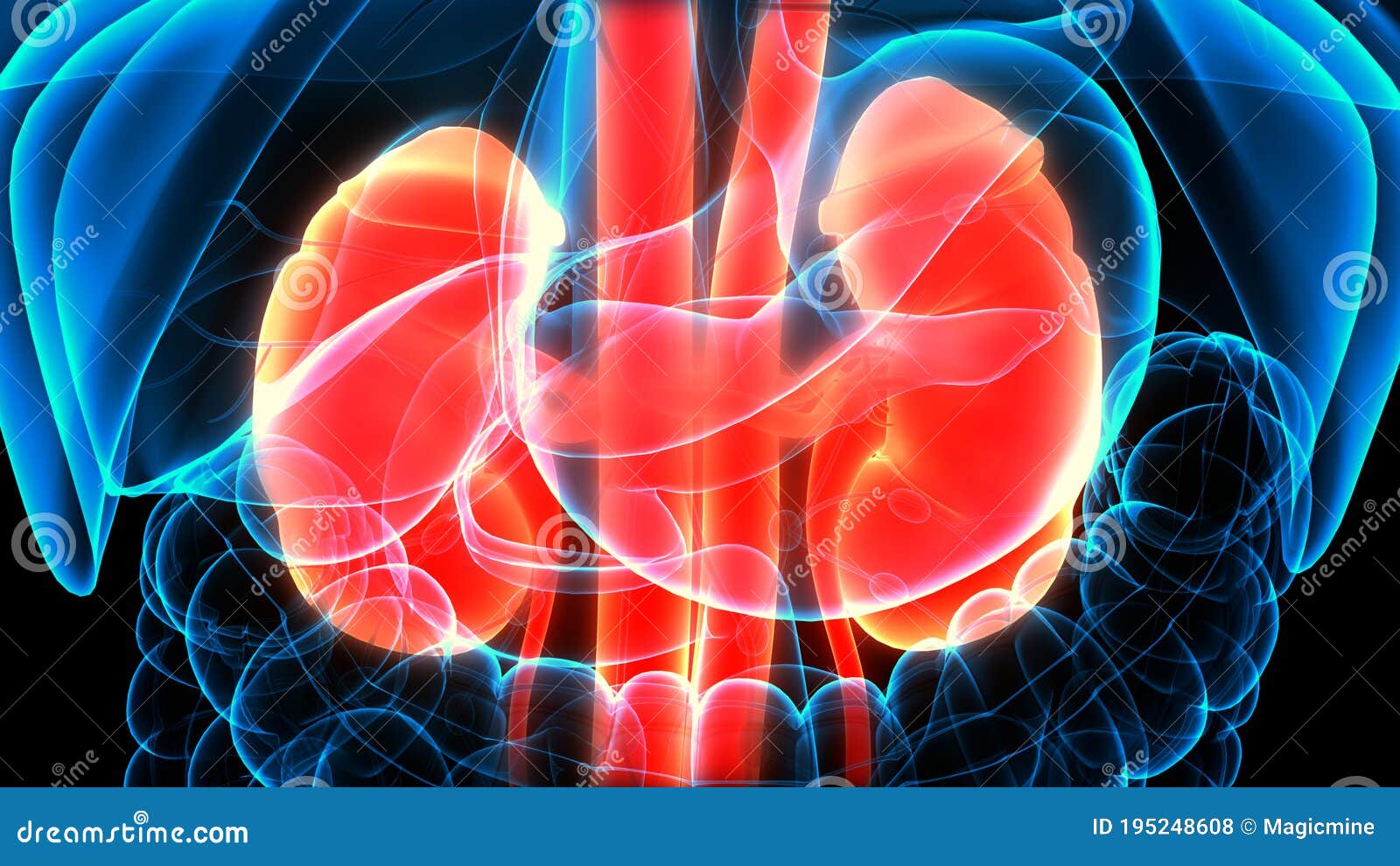 Human Internal Organs Kidneys with Bladder Anatomy Stock Illustration ...