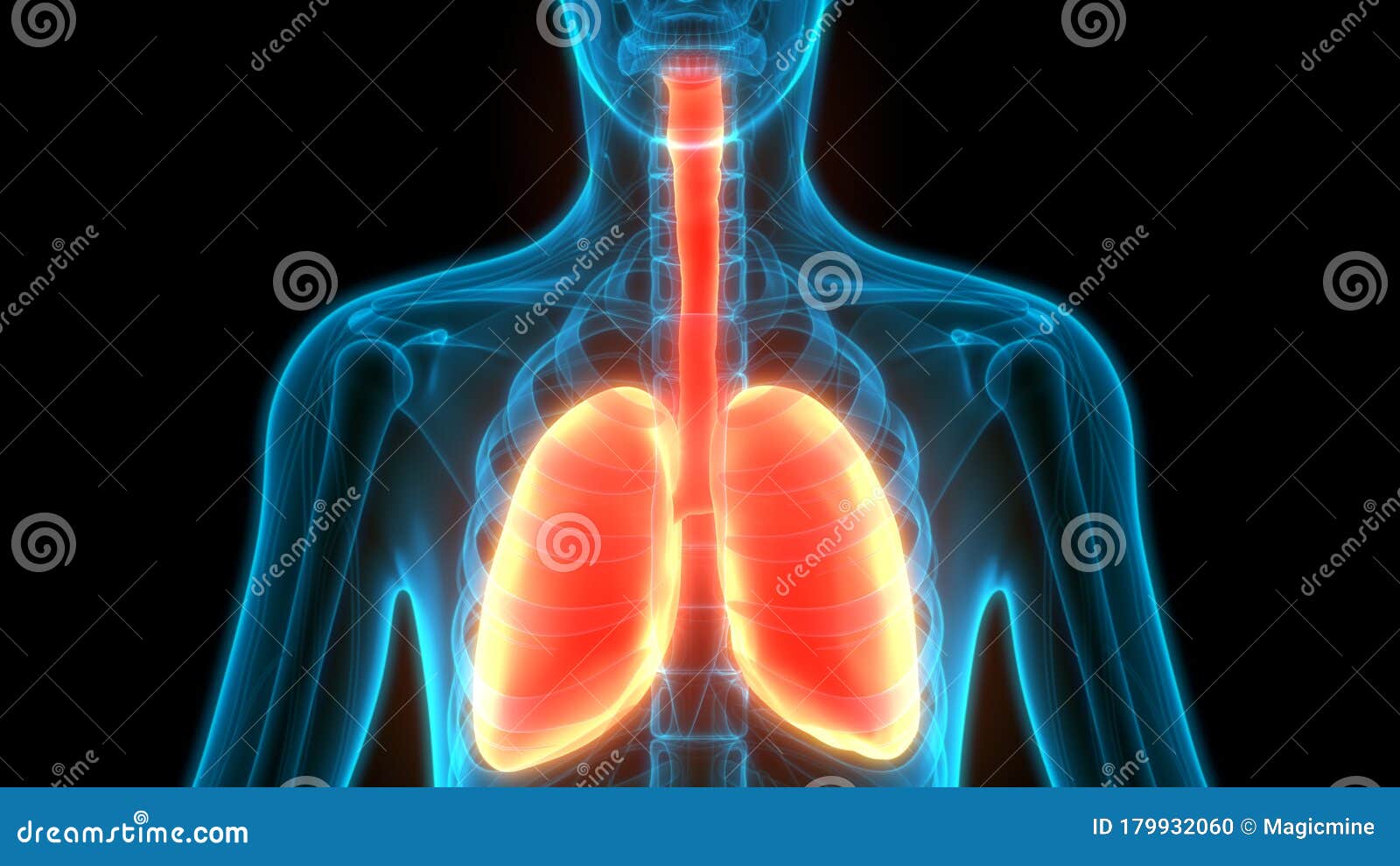 Human Internal Organs Respiratory System Lungs Anatomy Stock ...