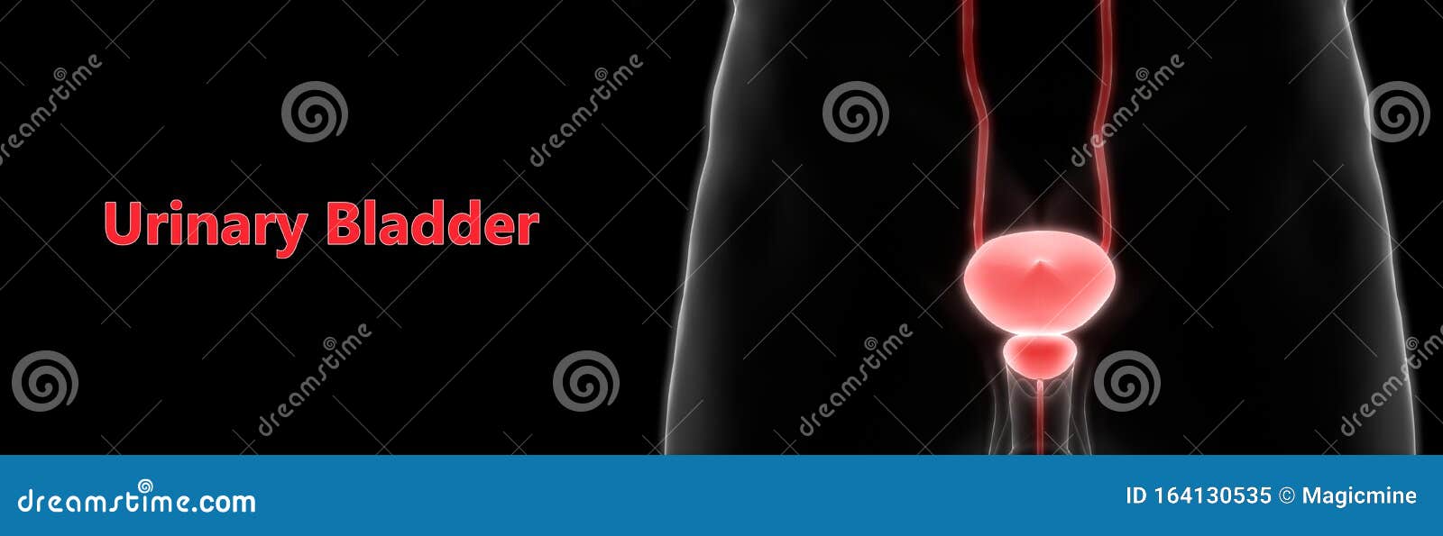 Human Internal Organs Urinary System Bladder Anatomy Stock Illustration ...