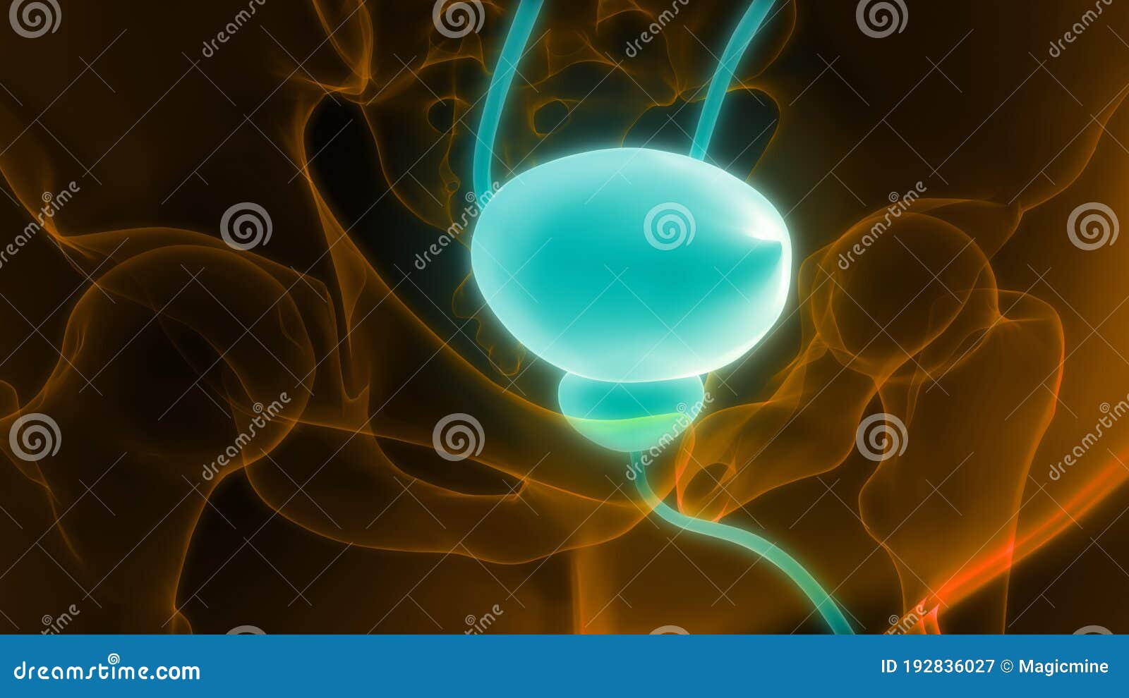 Human Internal Organs Urinary System Bladder Anatomy Stock Illustration ...