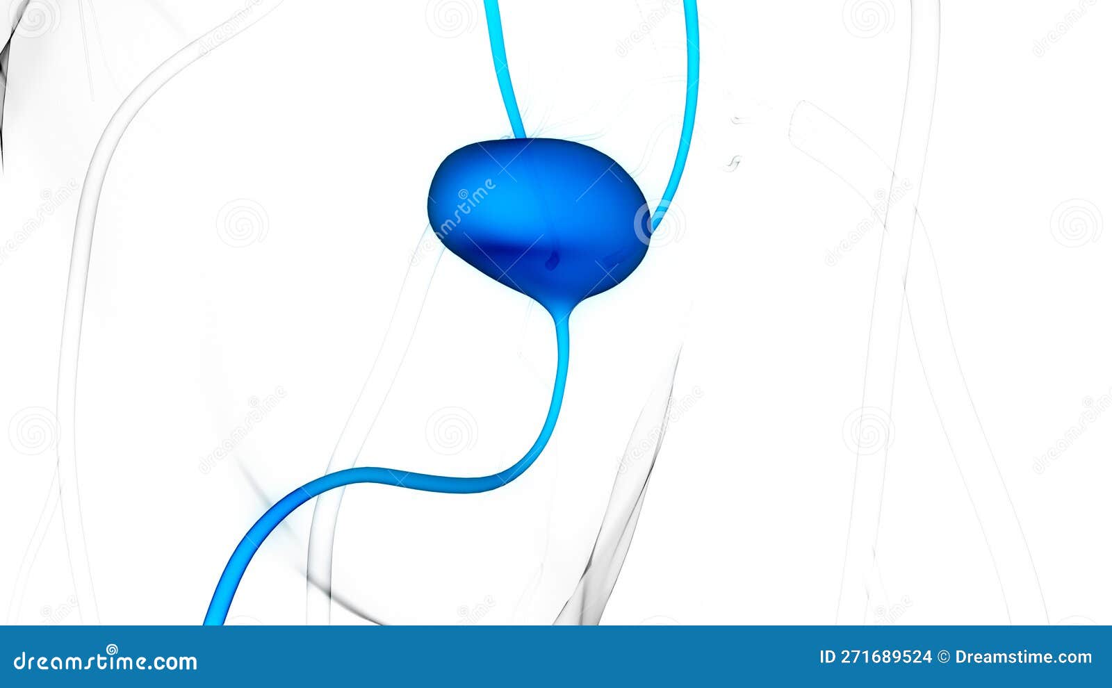 Human Internal Organs Urinary System Bladder Anatomy Stock Illustration ...