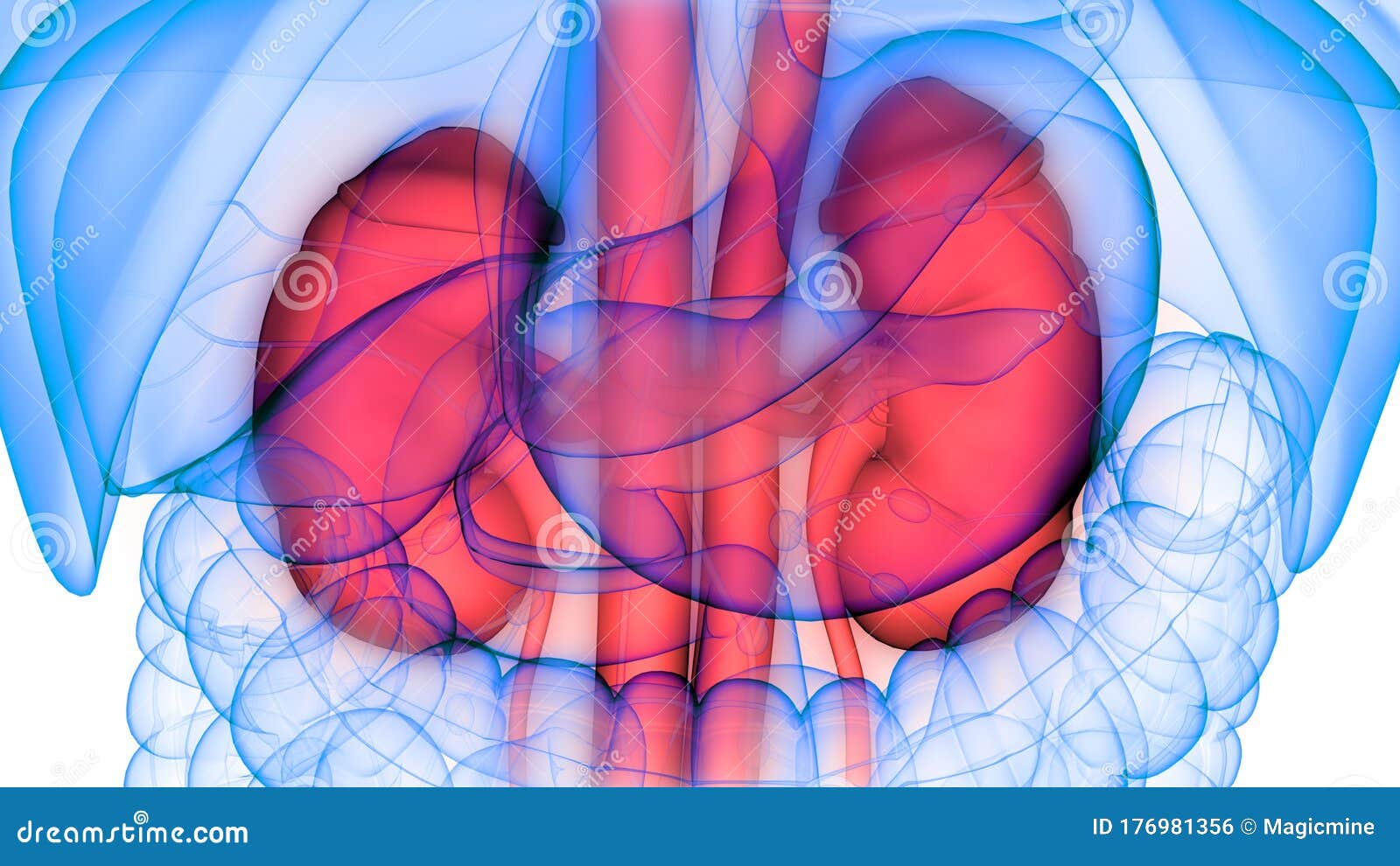 Human Internal Organs Urinary System Kidneys with Bladder Anatomy Stock ...