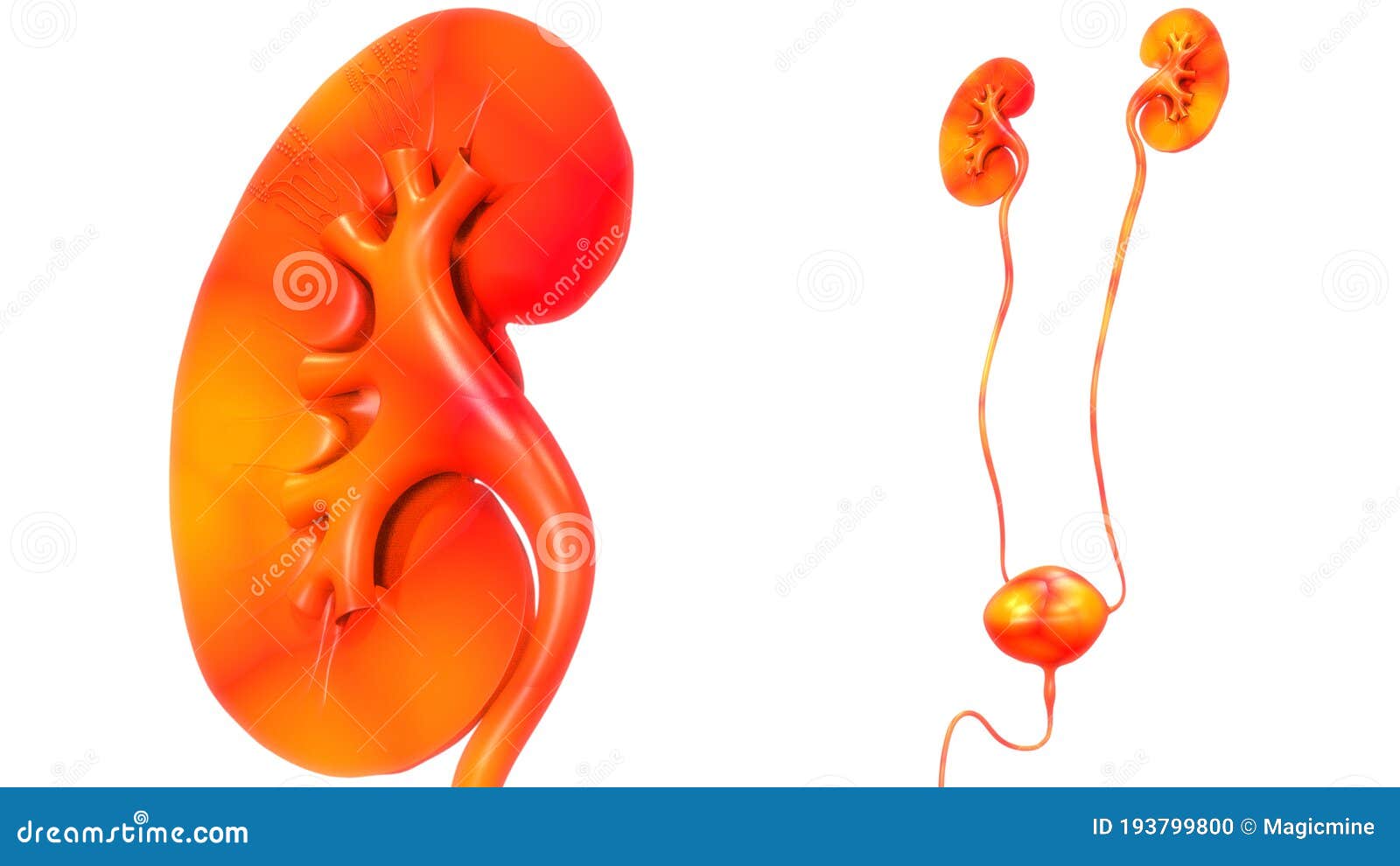 Human Internal Organs Urinary System Kidneys With Bladder Anatomy ...