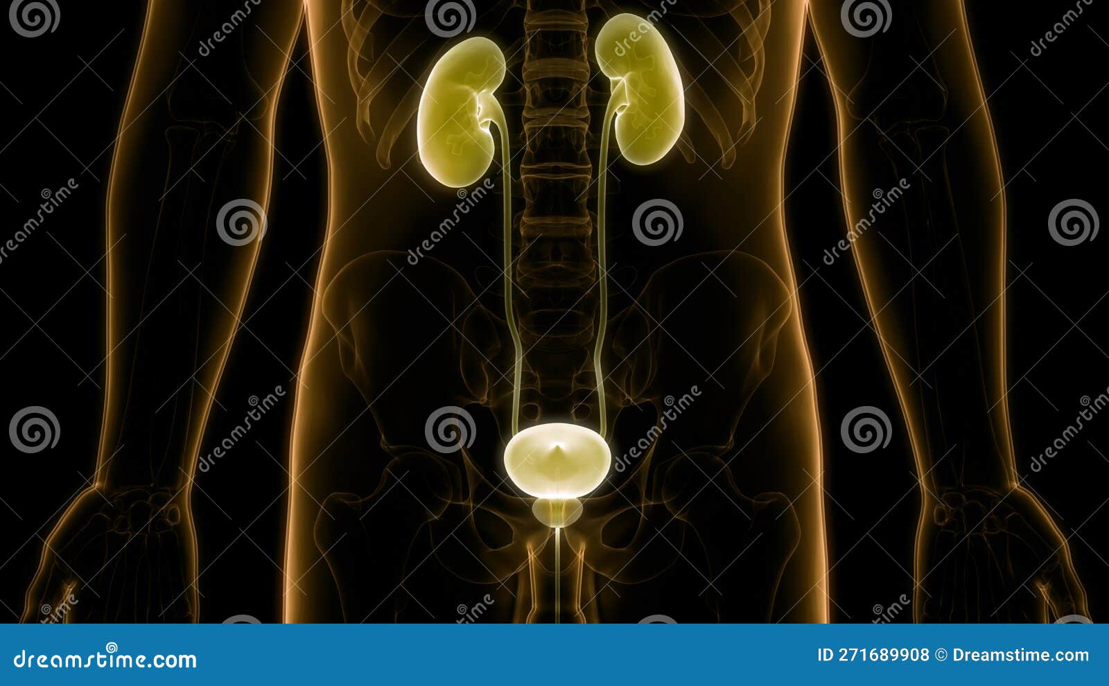 Human Internal Organs Urinary System Kidneys with Bladder Anatomy Stock ...