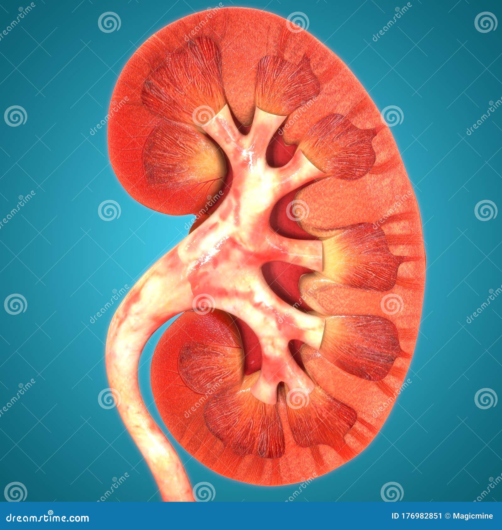 Human Internal Organs Urinary System Kidneys with Bladder Anatomy Stock ...