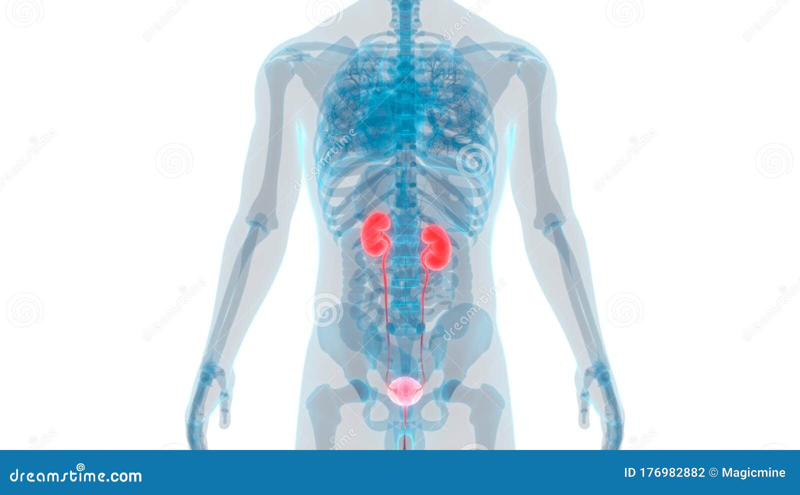 Human Internal Organs Urinary System Kidneys with Bladder Anatomy Stock ...