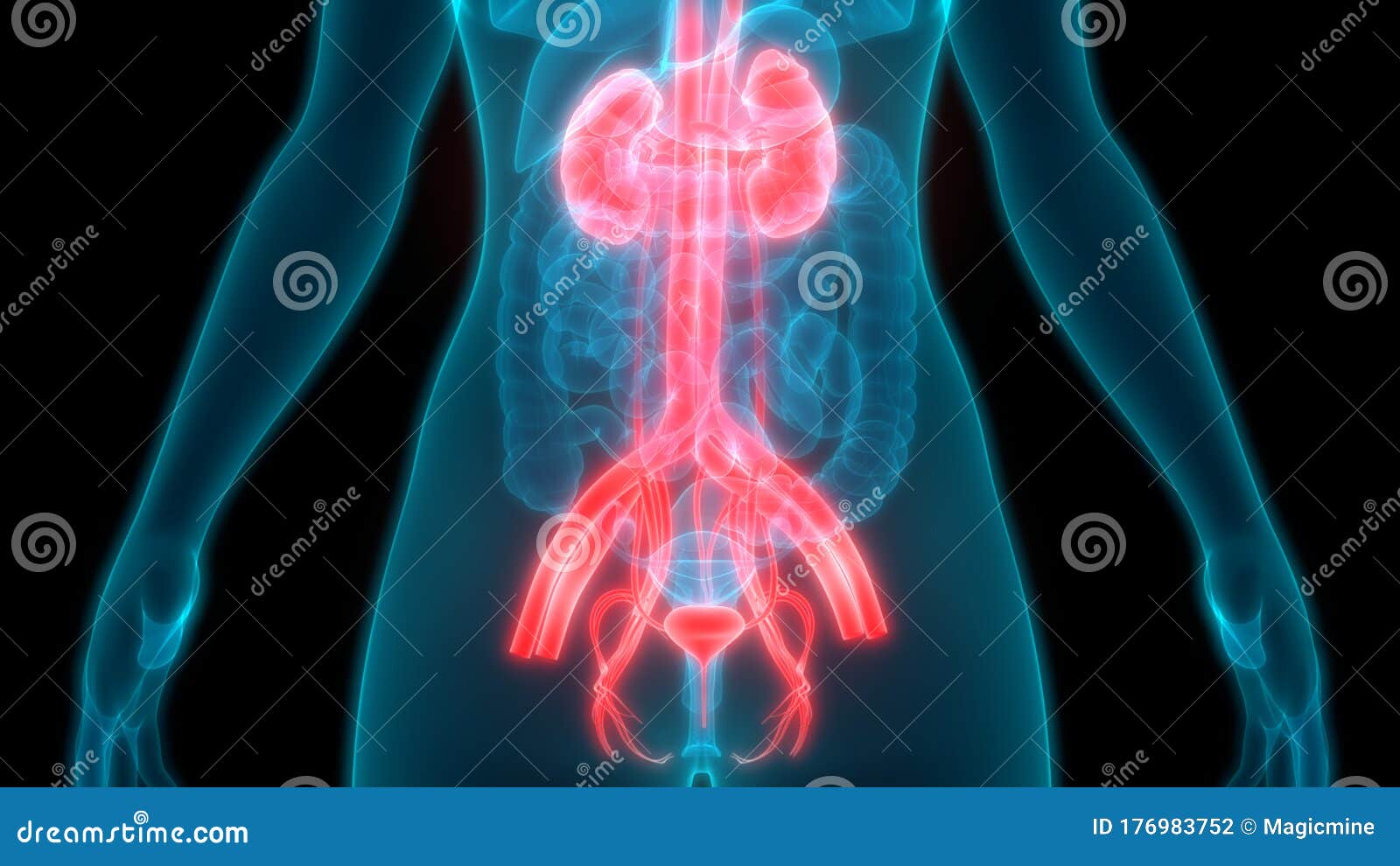 Human Internal Organs Urinary System Kidneys with Bladder Anatomy Stock ...