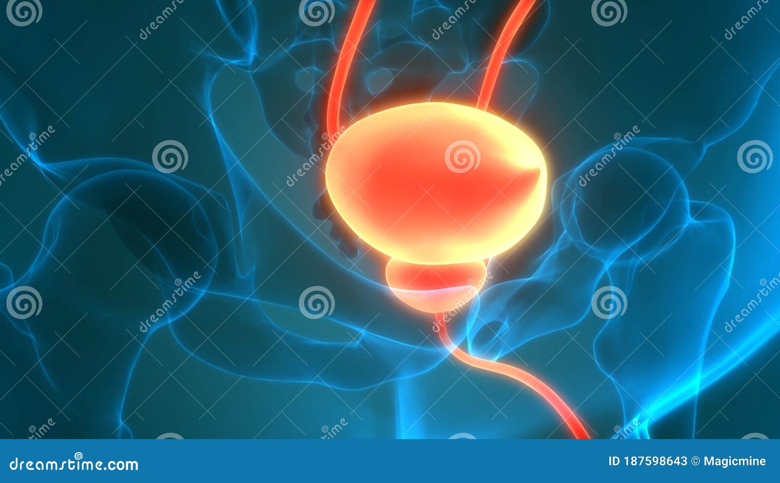Human Internal Organs Urinary System Kidneys with Bladder Anatomy Stock ...